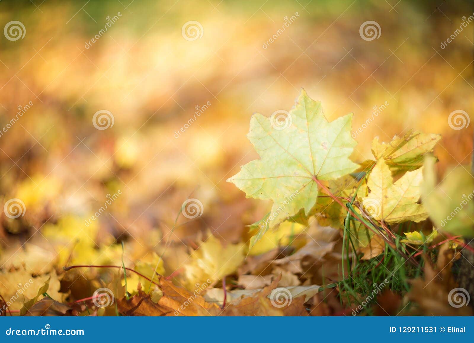 Maples Autumn Golden Fall Background Stock Image - Image of backdrop ...