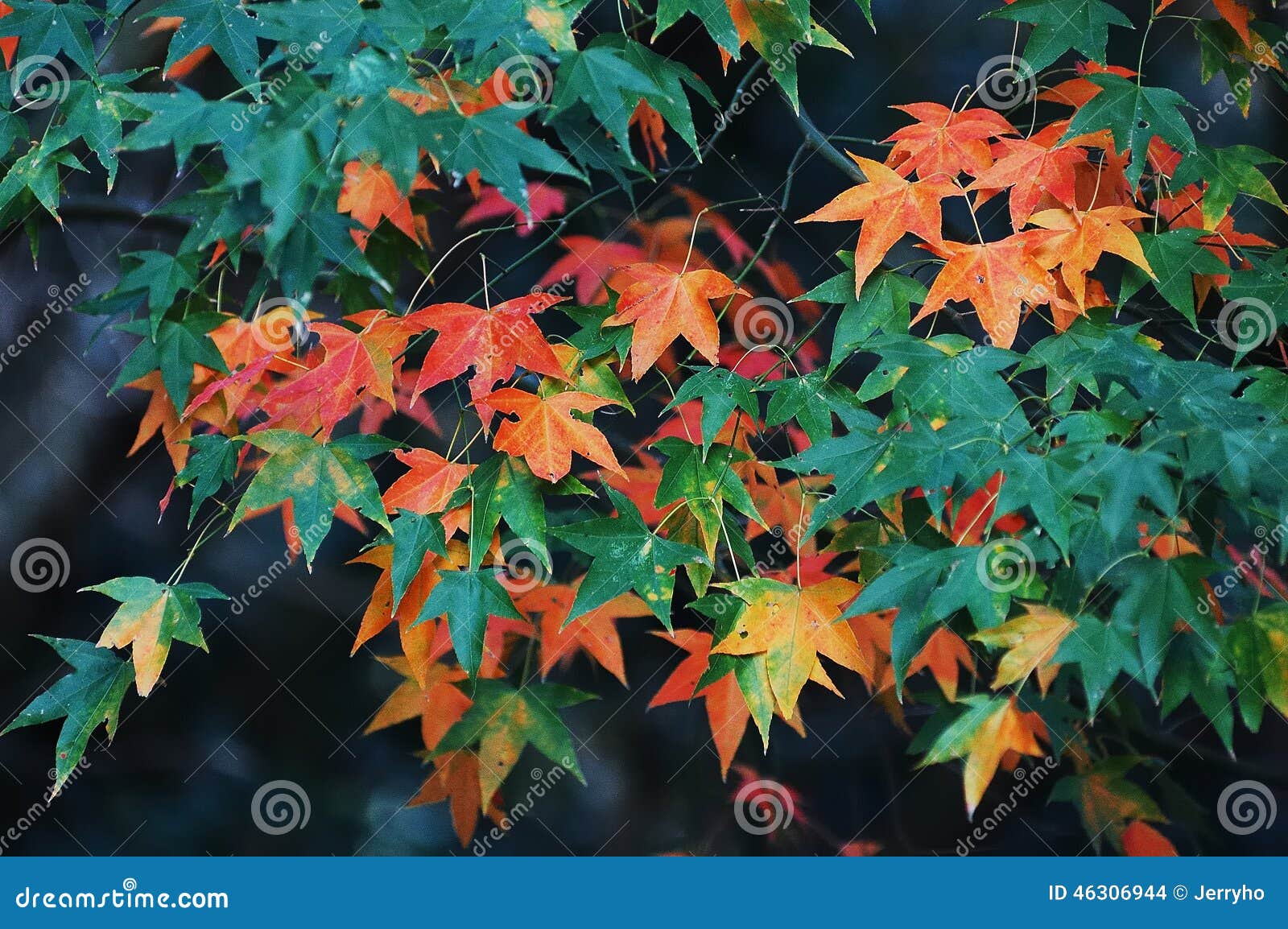 Maples stock photo. Image of fall, leaf, color, trees - 46306944