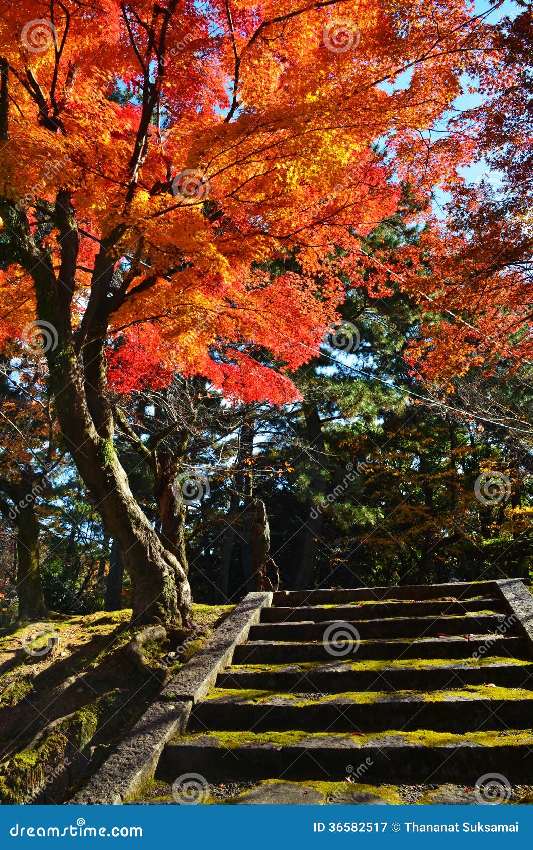 Maple leaf in nara stock image. Image of leaf, beautiful - 36582517