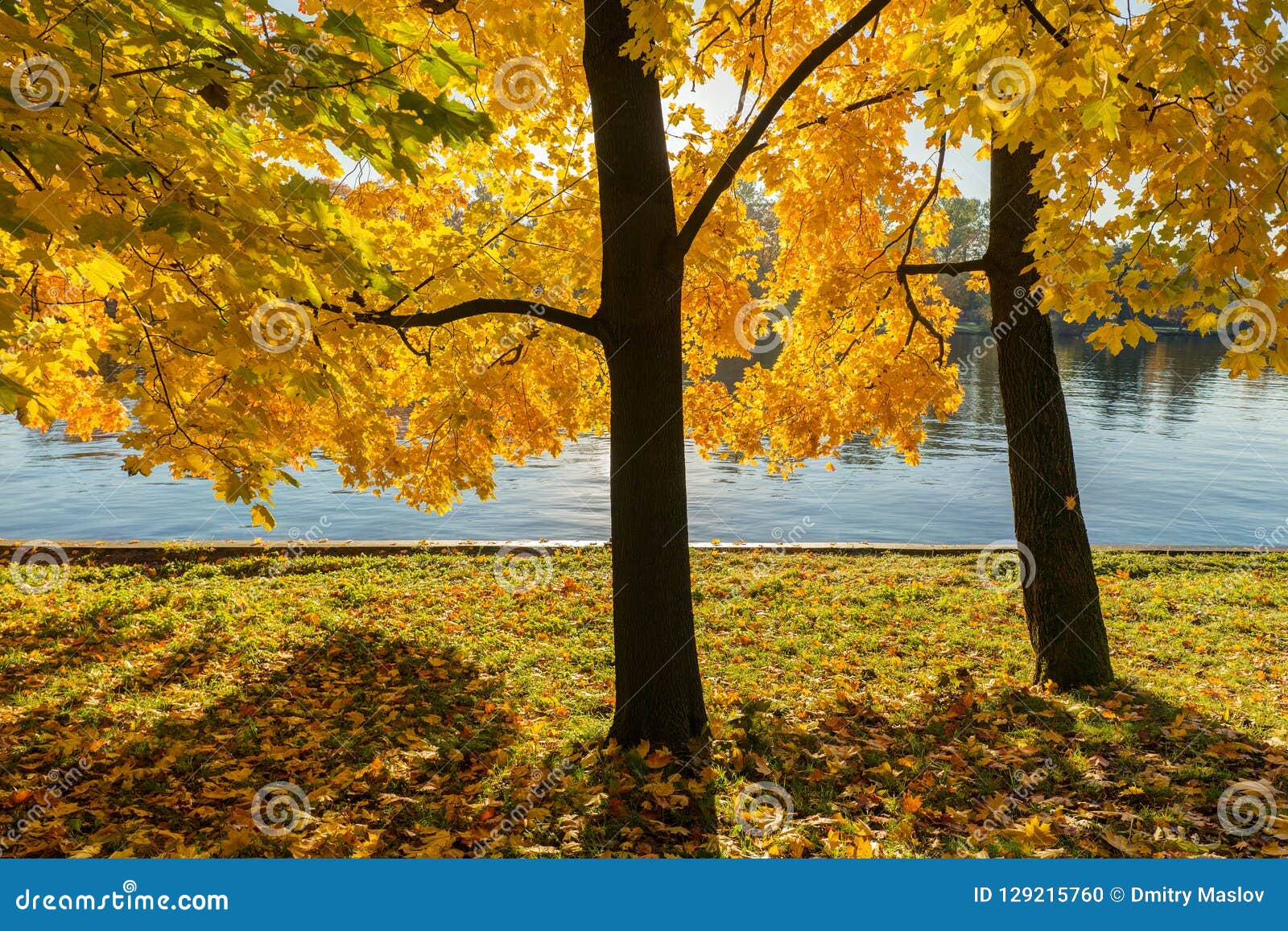 Maples by the river stock photo. Image of vibrant, yellow - 129215760