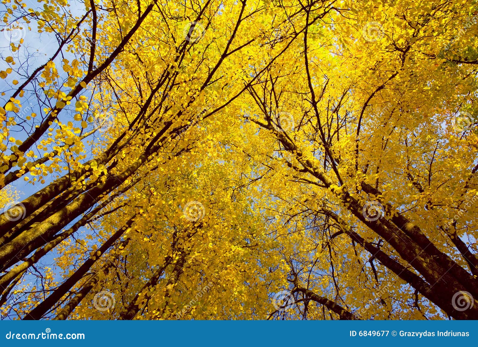 Maples trees stock image. Image of colour, botany, angle - 6849677