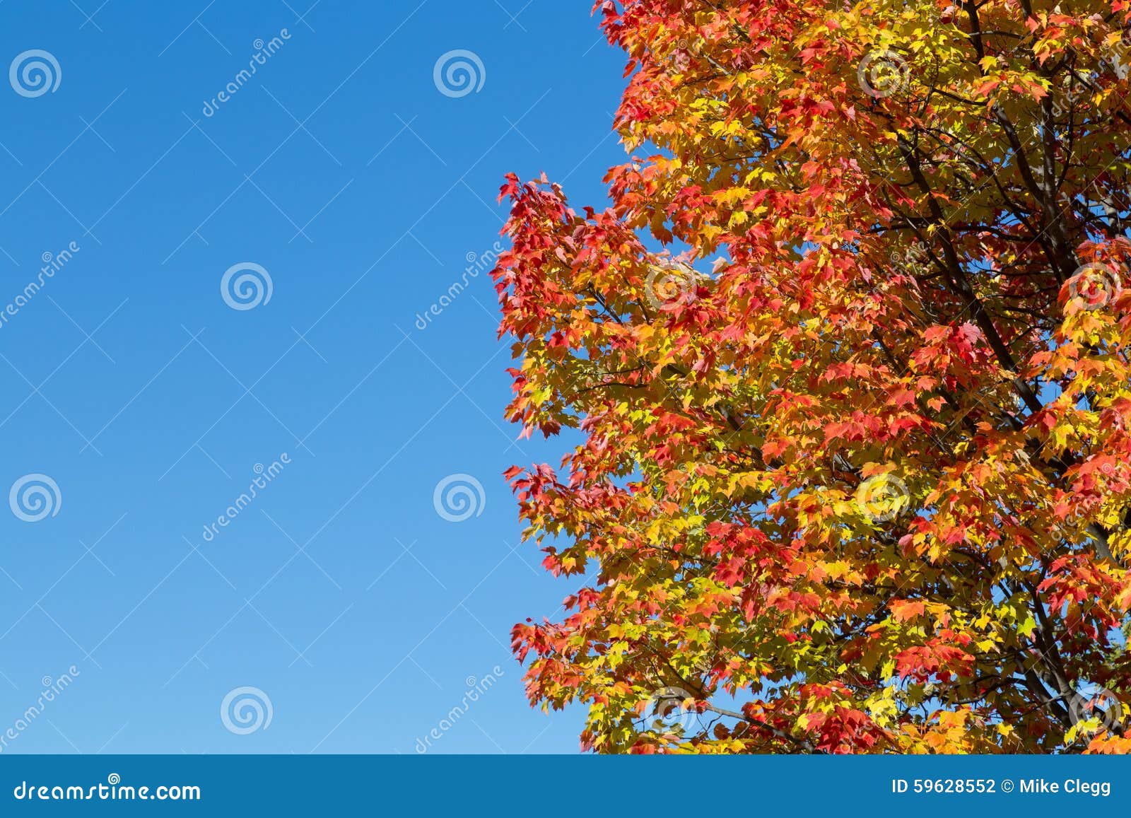 Maples Trees in Canada in the Fall Stock Photo - Image of america ...