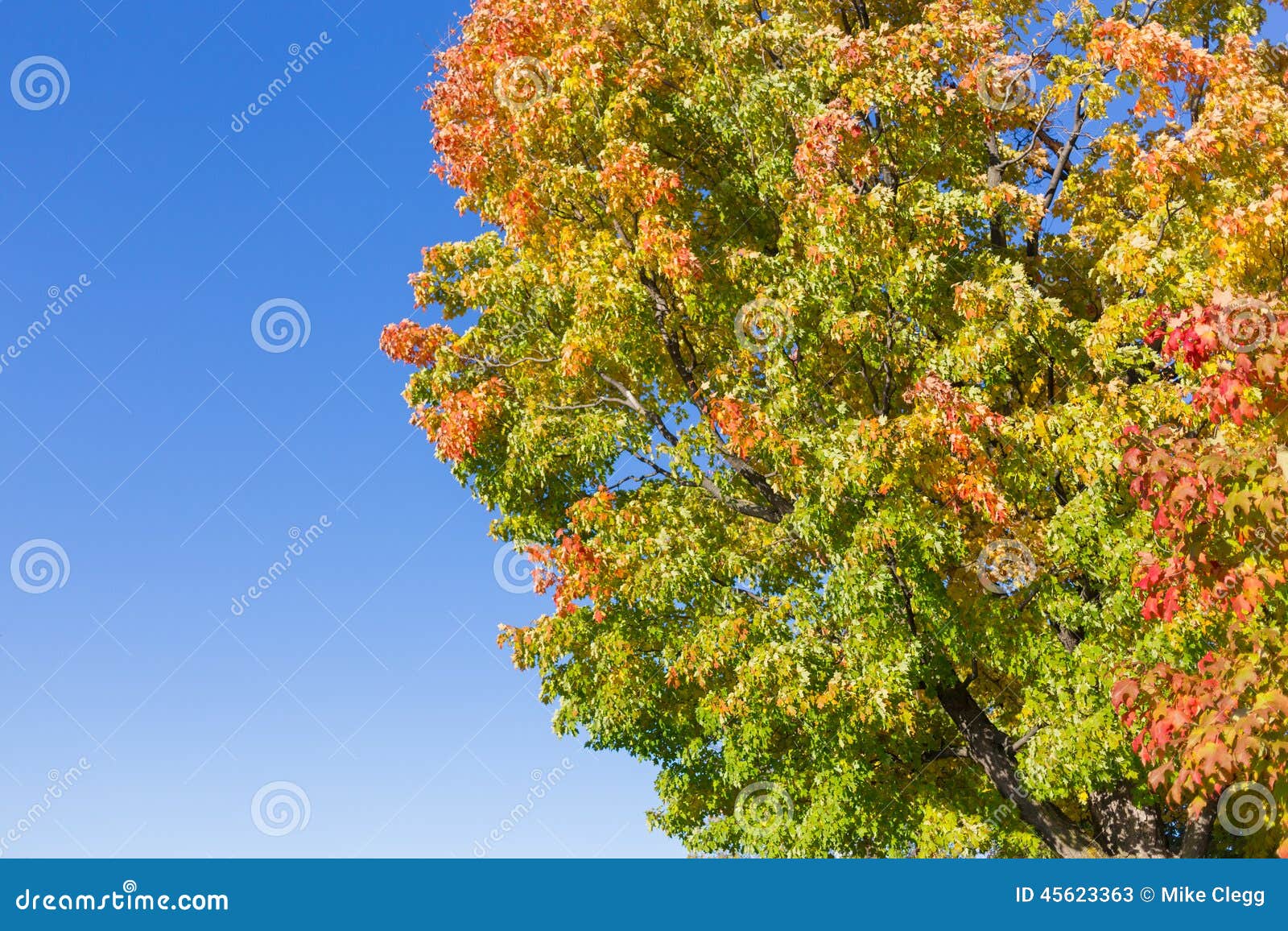Maples Trees in the Fall stock image. Image of canada - 45623363