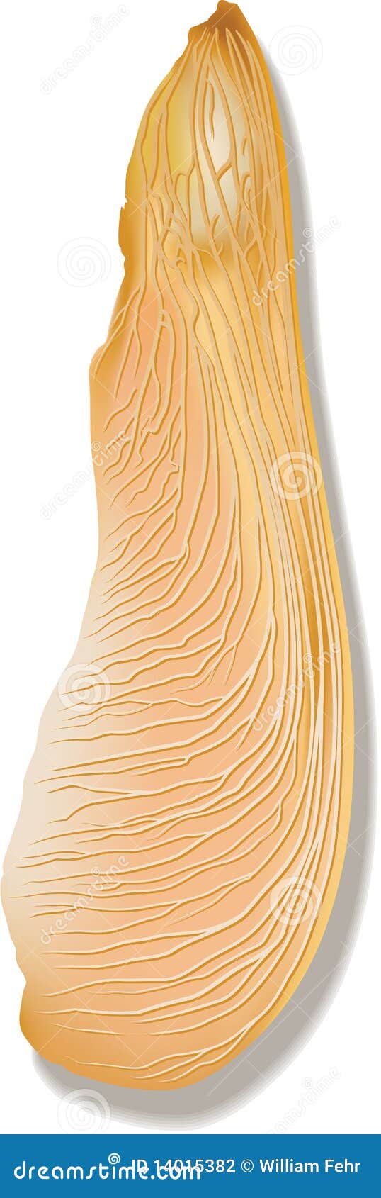 Pod Seed Tree Stock Illustrations – 2,933 Pod Seed Tree Stock ...