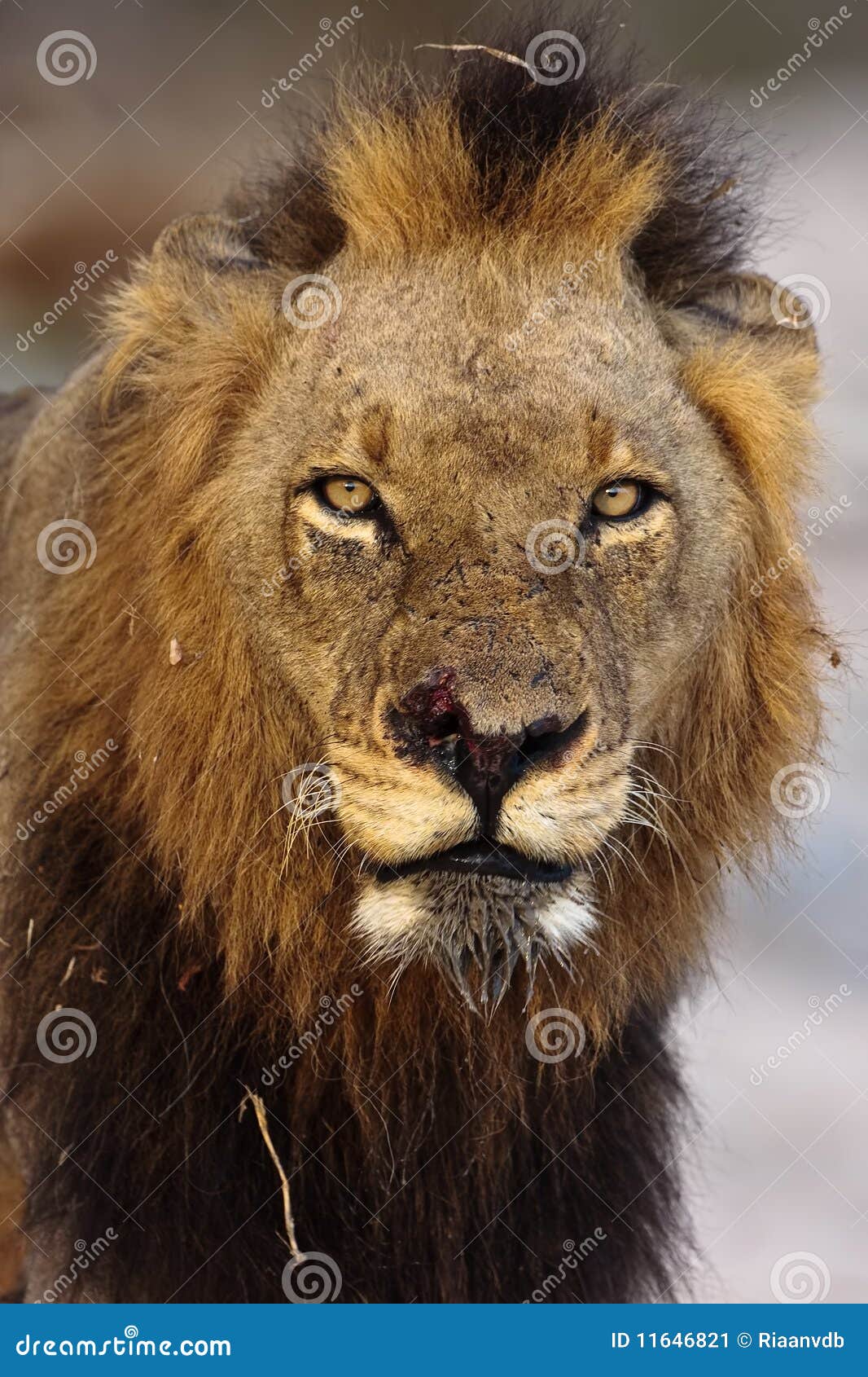 Mapogo Satan stock image. Image of savage, mammal, habitat - 11646821