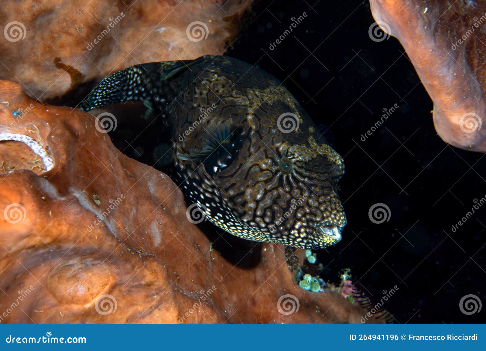 Mappa do tuffer arothron foto de stock. Imagem de lente - 264941196