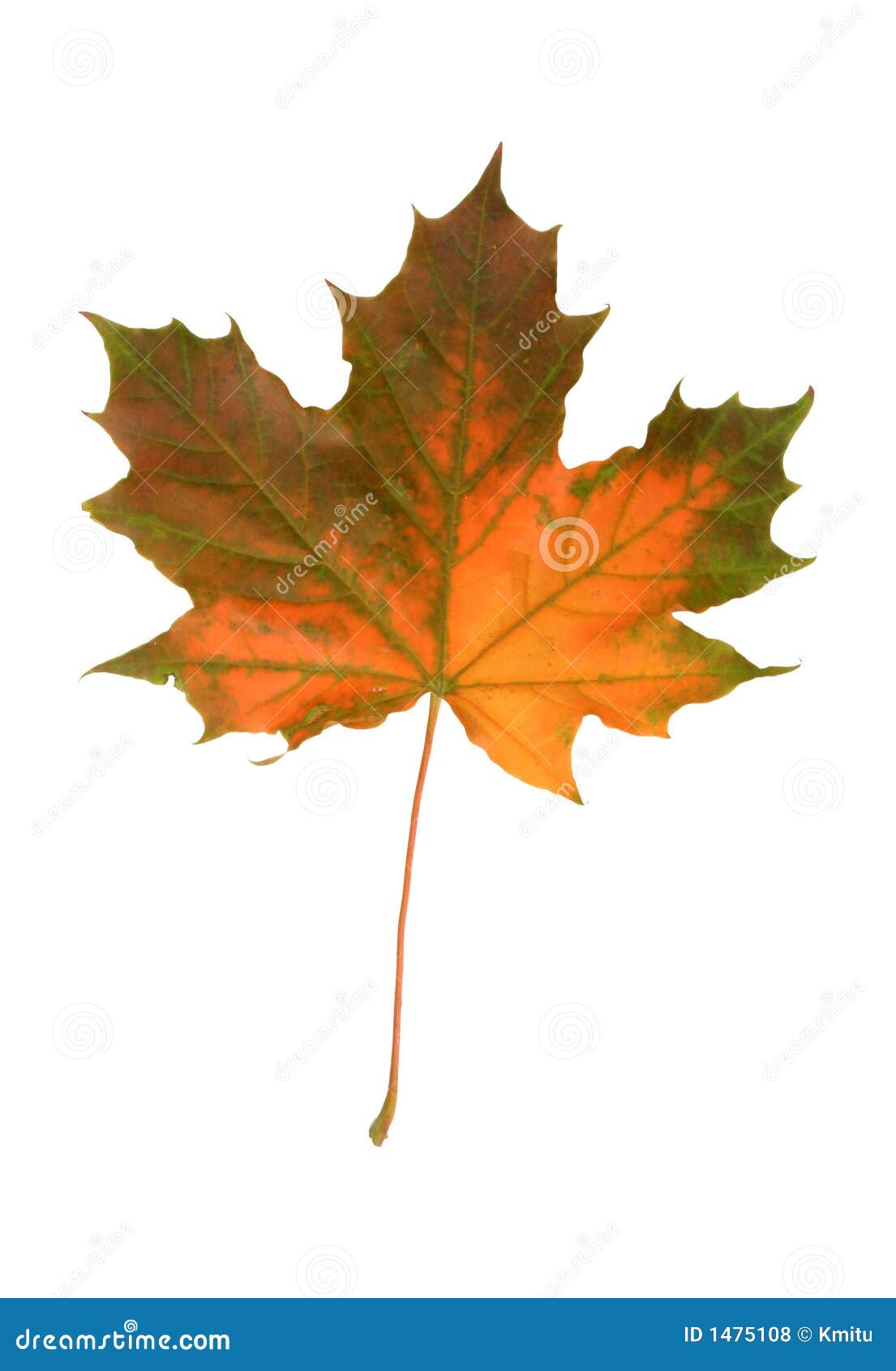 Mapple fall leaf stock photo. Image of canadian, isolated - 1475108