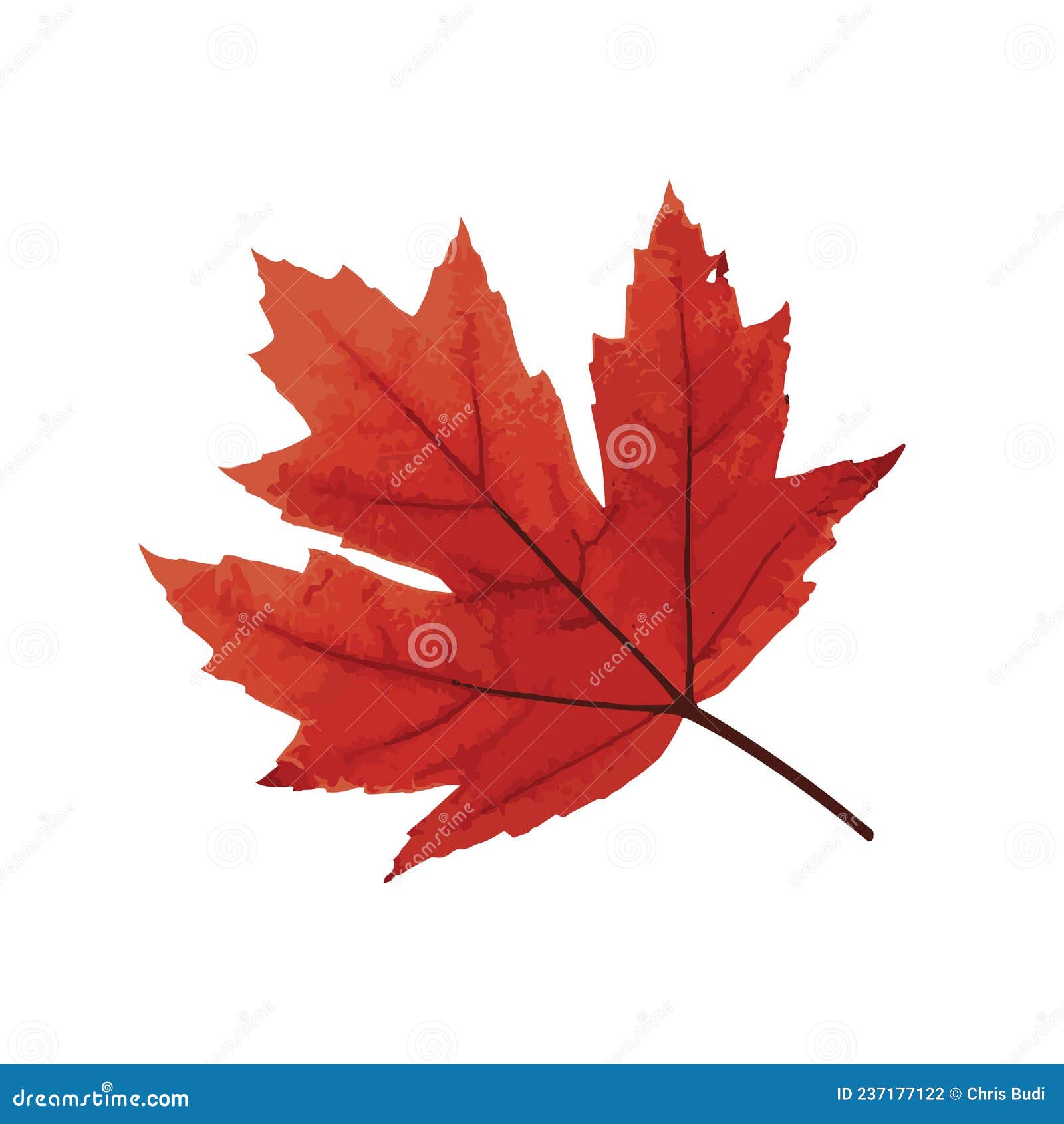 Red Mapple Leaf Illustration Drawing Art Vector Stock Illustration ...