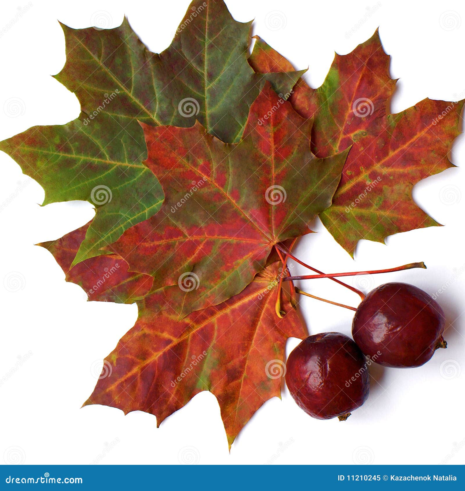 Mapple leaf with apples stock image. Image of four, abstract - 11210245