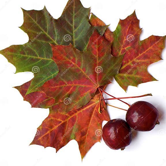 Mapple leaf with apples stock image. Image of four, abstract - 11210245