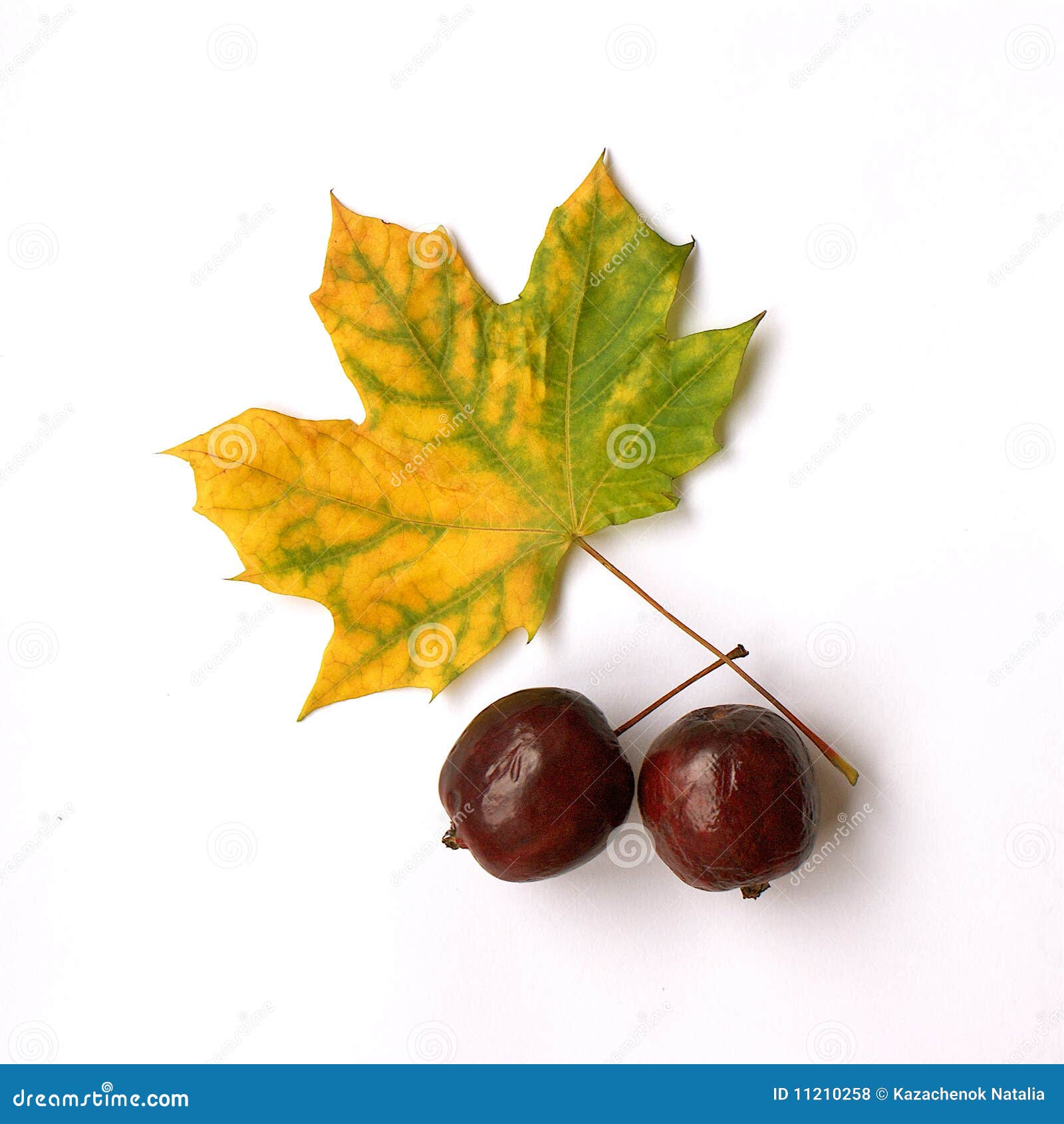 Mapple Leaf Apples Stock Photos - Free & Royalty-Free Stock Photos from ...