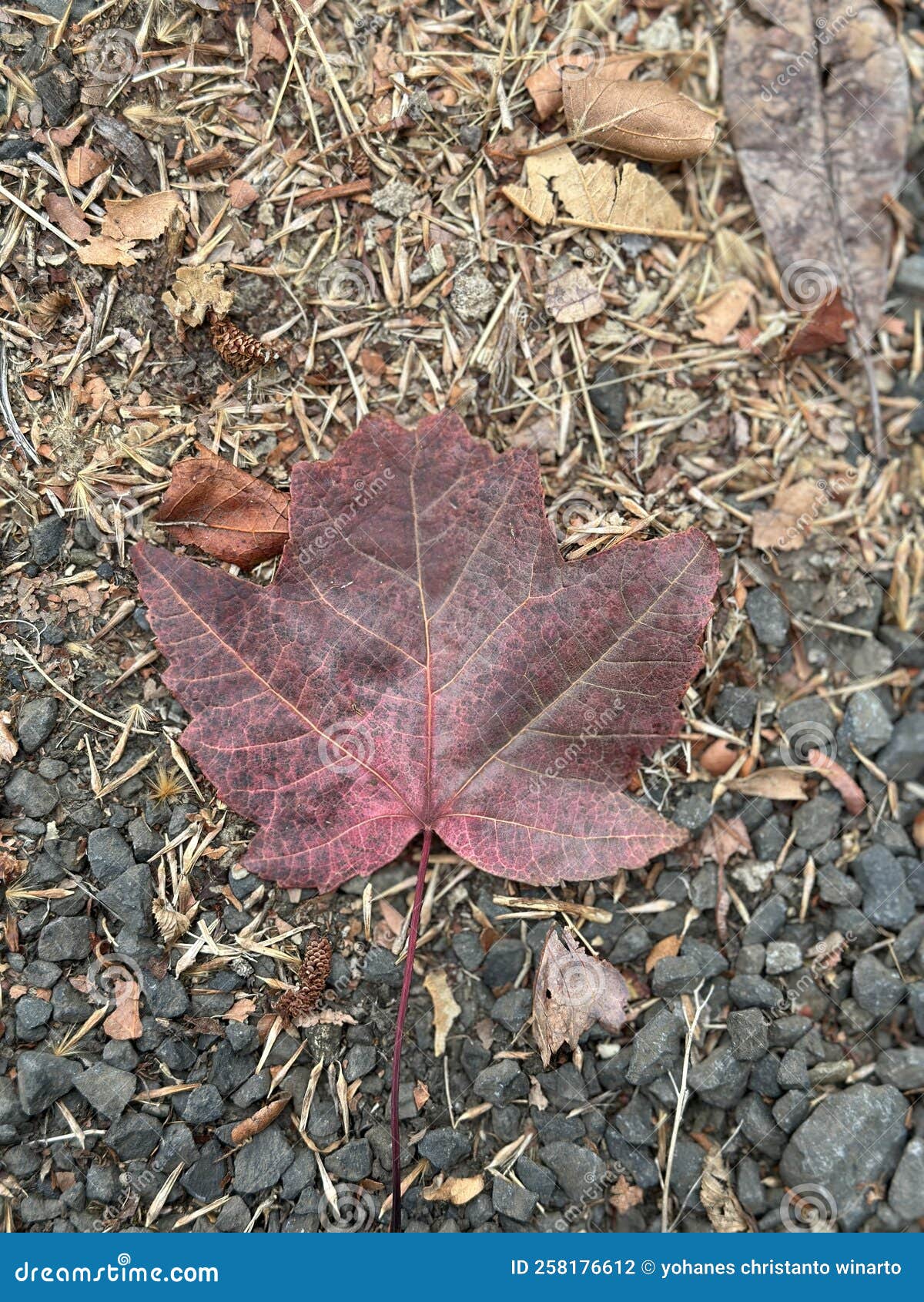 Mapple Leaf Symbol of Canada Stock Photo - Image of symbol, canada ...