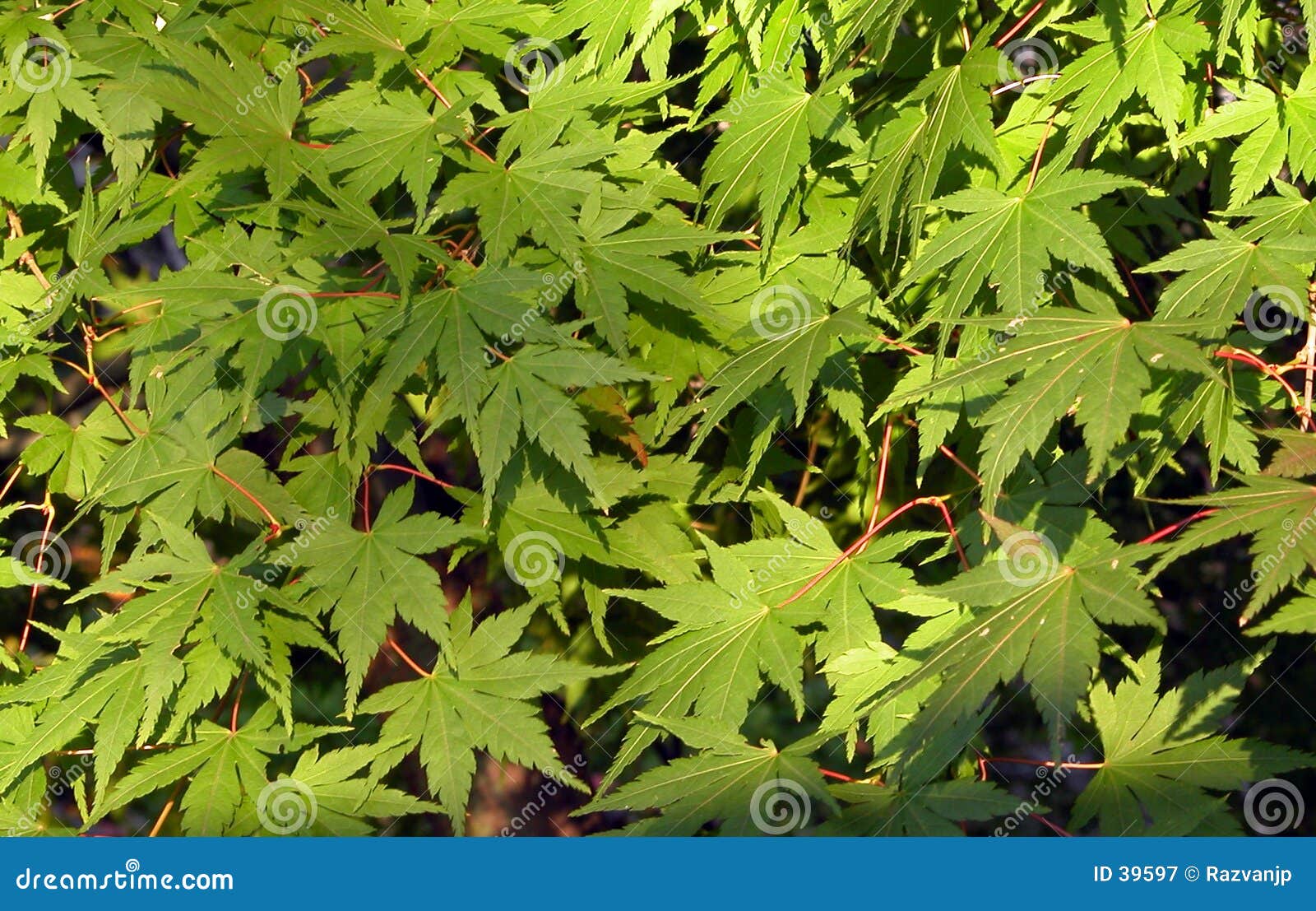 Mapple leaves texture stock image. Image of close, autumn - 39597