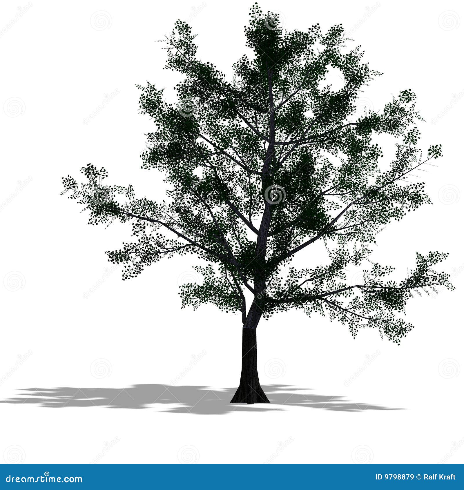 Mapple tree stock illustration. Illustration of nature - 9798879