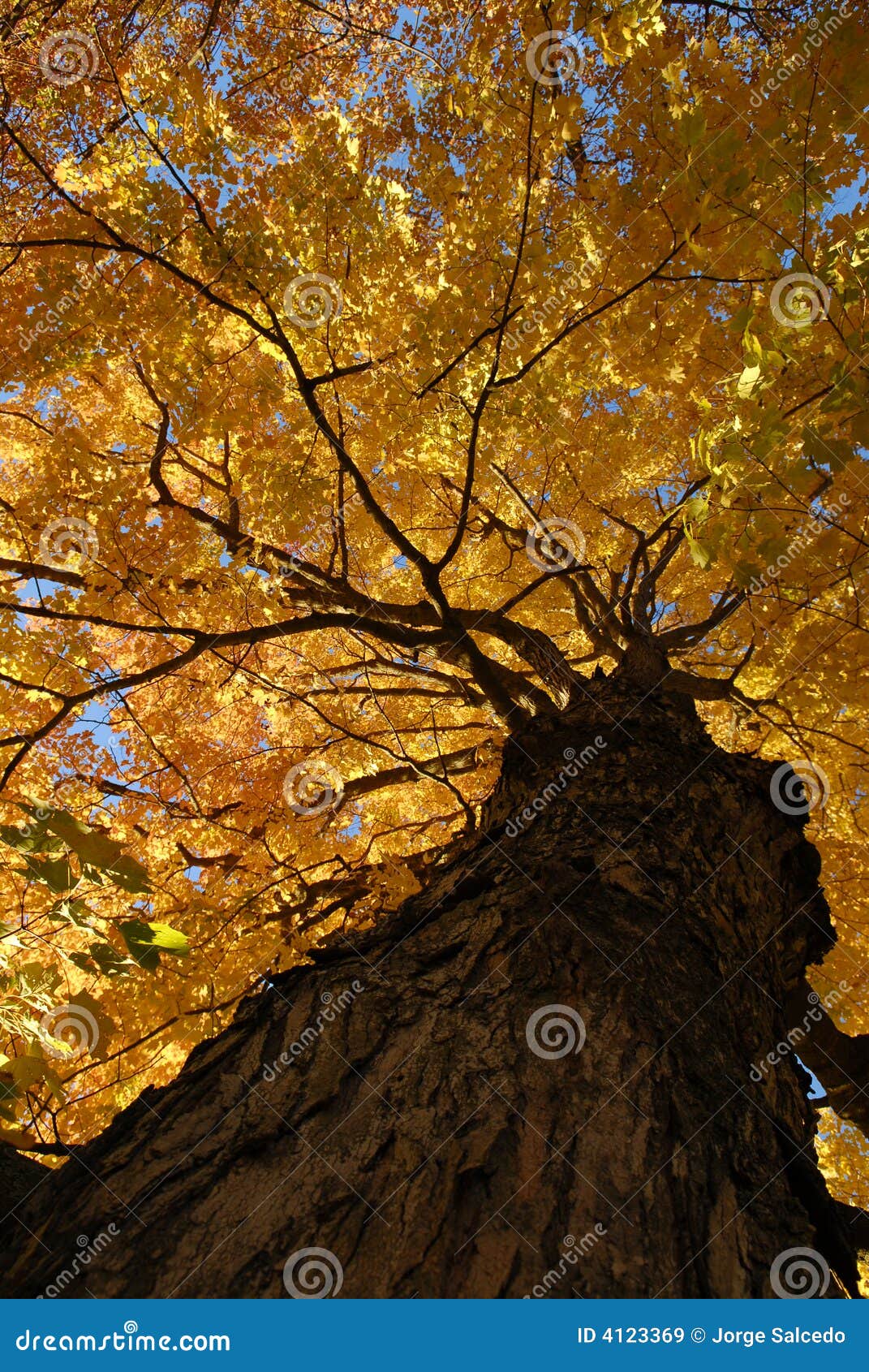 Tree Canopy Stock Photography | CartoonDealer.com #11451026