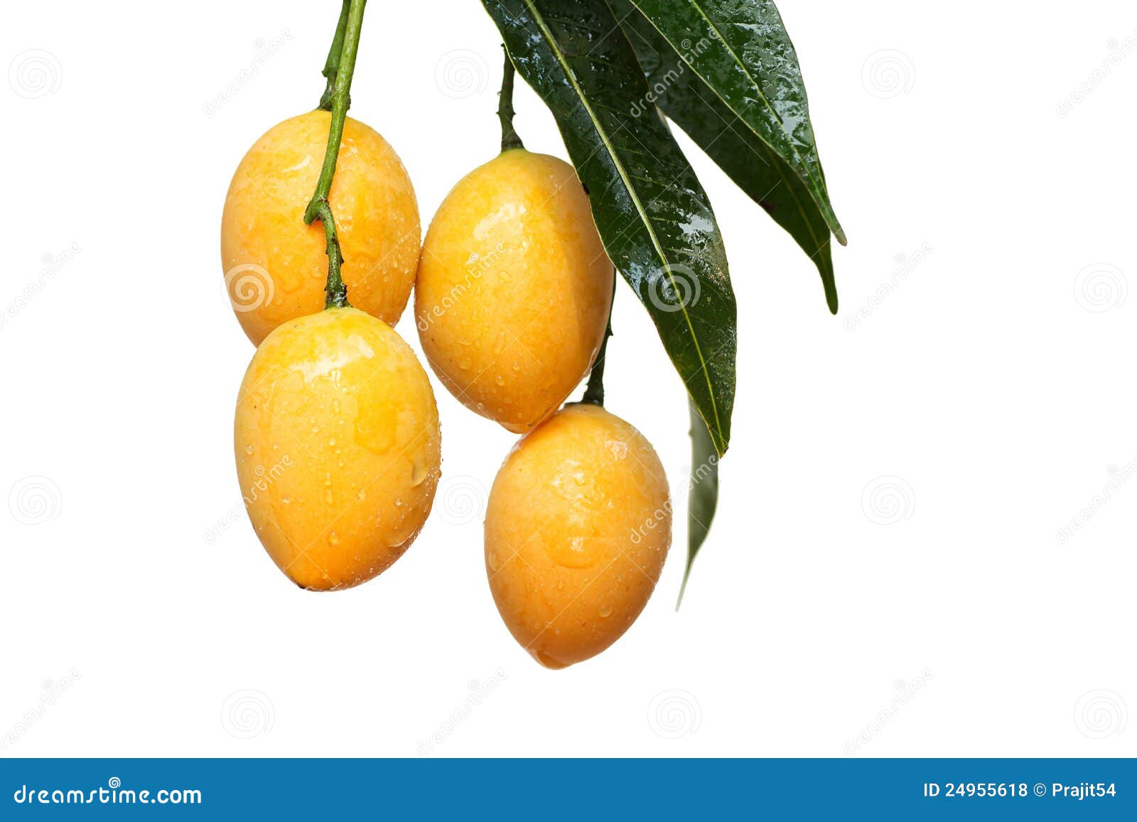 Maprang foto de stock. Imagem de cozinhar, isolado, pêssego - 24955618