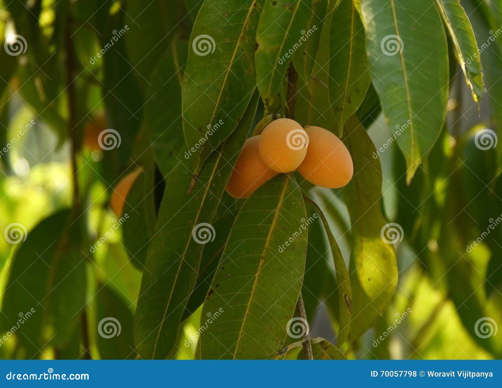 Maprang - Marian Plum stock photo. Image of exotic, fresh - 70057798