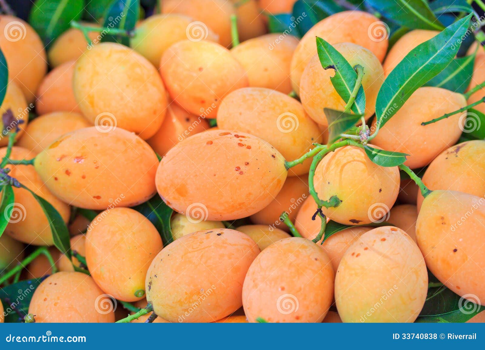 Maprang Marian Plum Oder Plum Mango Stockfoto - Bild von saft, aprikose ...