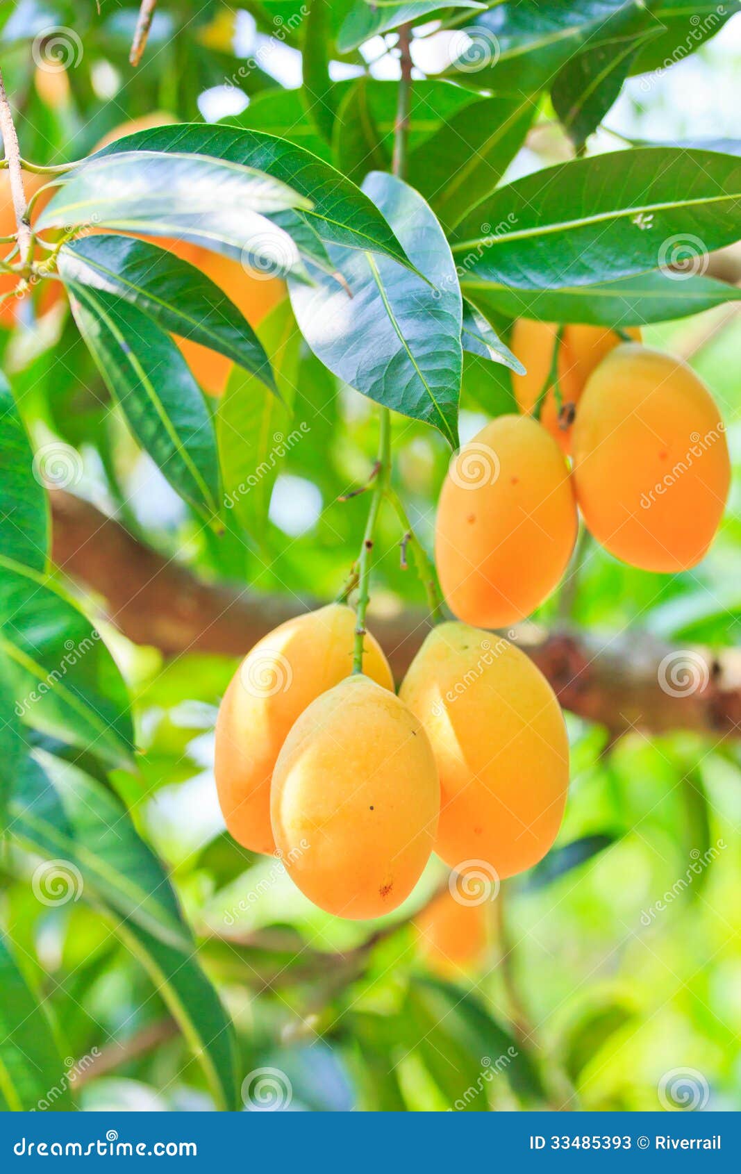 Maprang Marian Plum or Plum Mango Stock Image - Image of leaf, nature ...