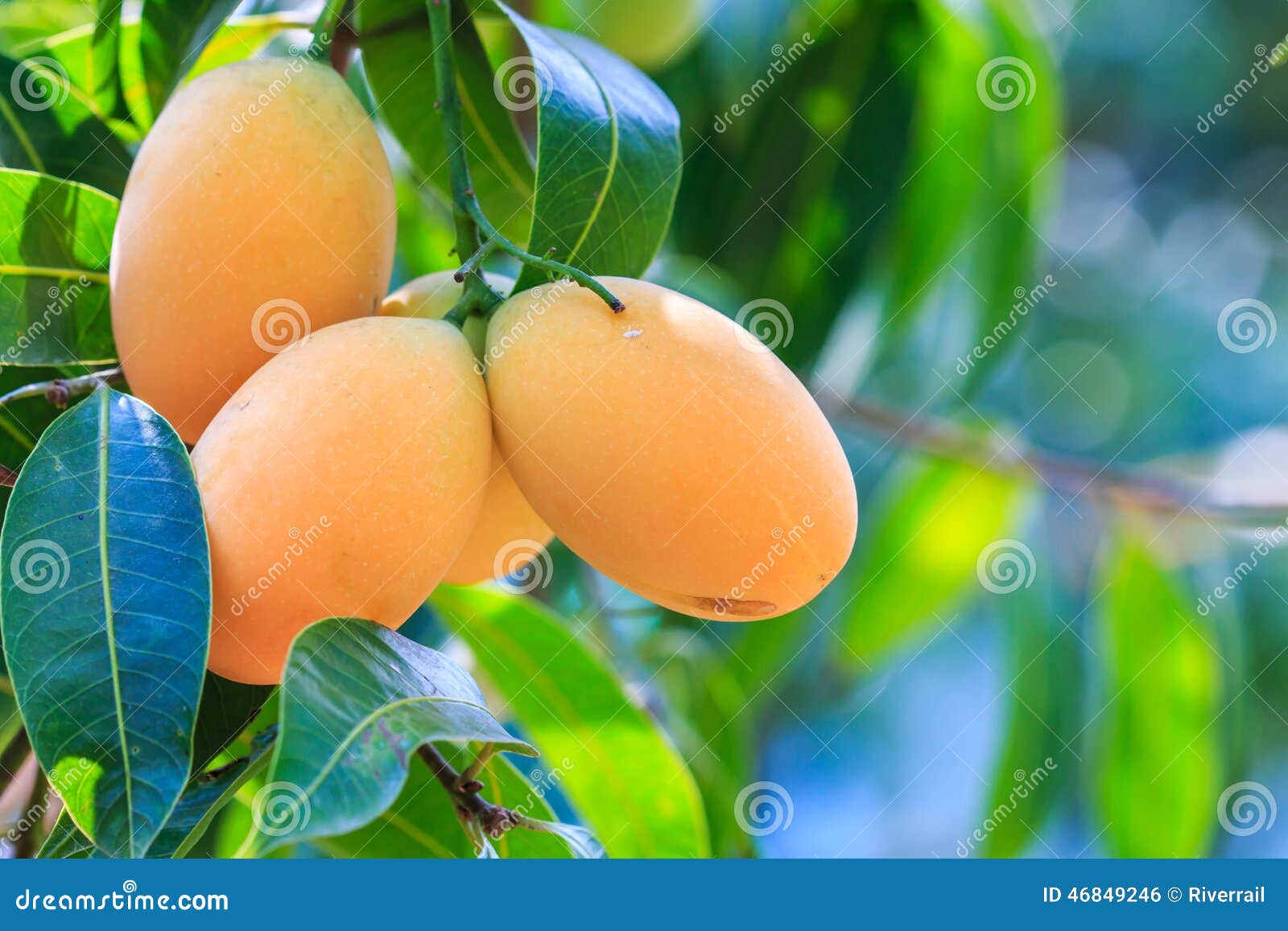 Maprang Marian Plum or Plum Mango Stock Photo - Image of morning ...