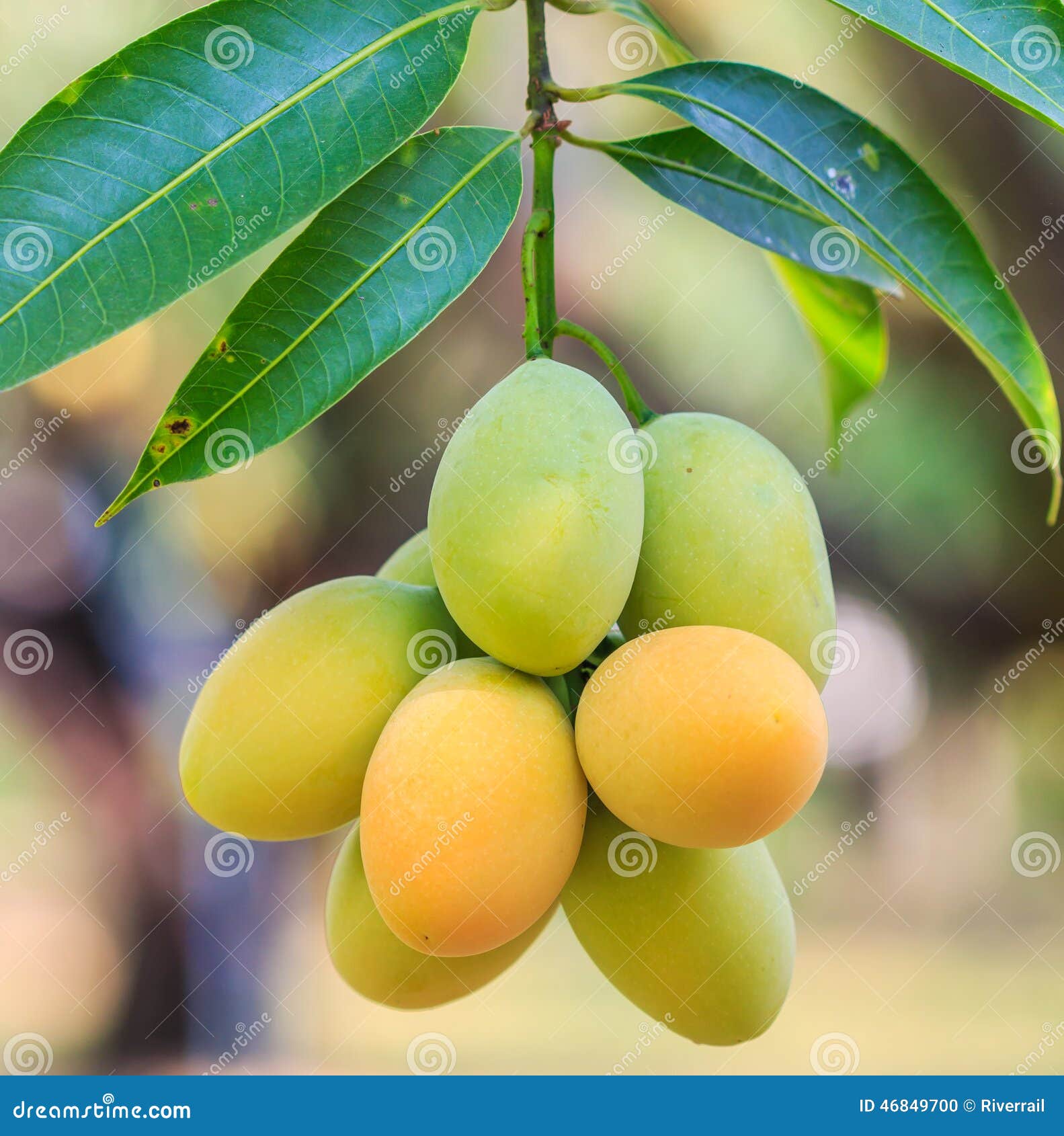 Maprang Marian Plum or Plum Mango Stock Photo - Image of gourmet ...