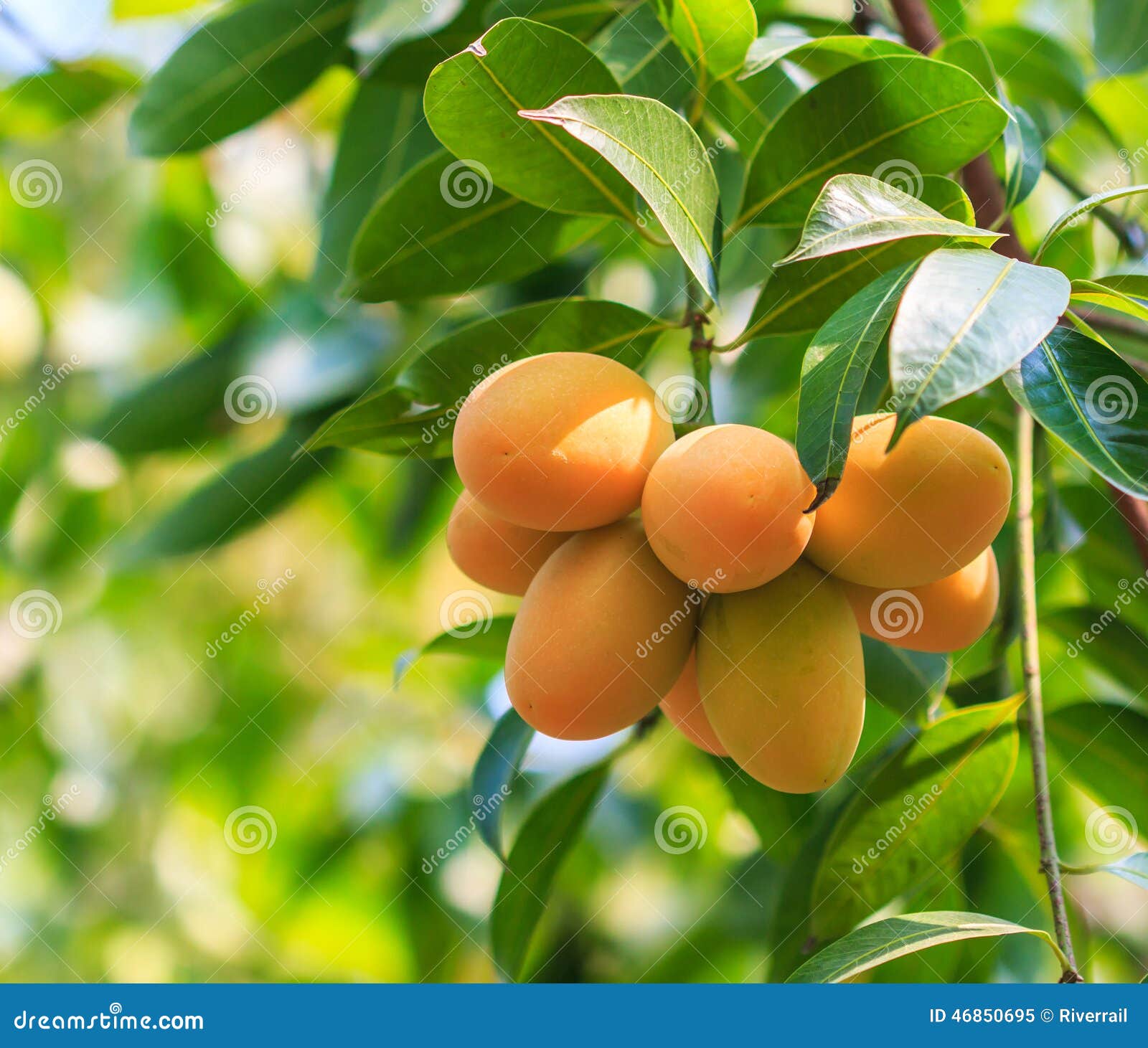 Maprang Marian Plum or Plum Mango Stock Image - Image of marian, fresh ...