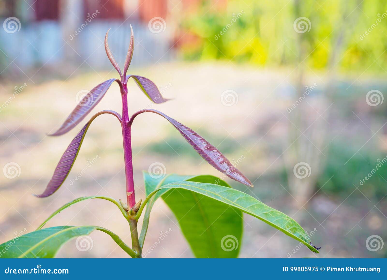 Maprang or Marian Plum or Plum Mango Tree Stock Image - Image of ...