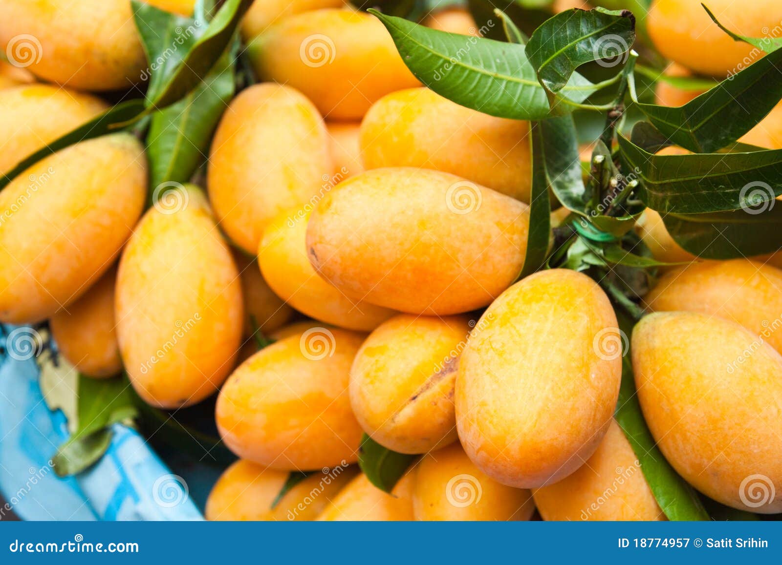 Maprang : tropical fruit stock image. Image of marketplace - 18774957