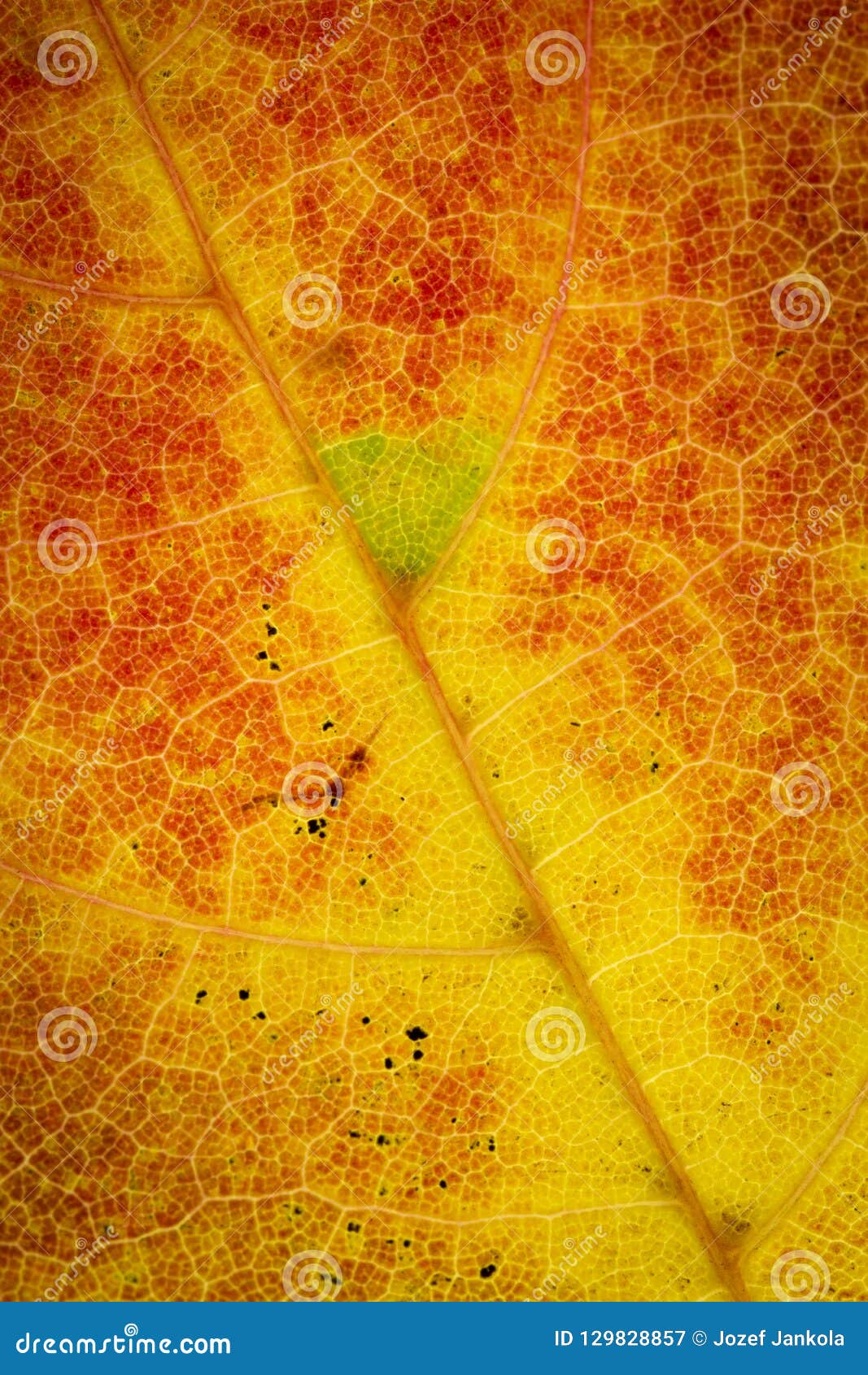 Maps of autumnal leaf stock image. Image of decorative - 129828857