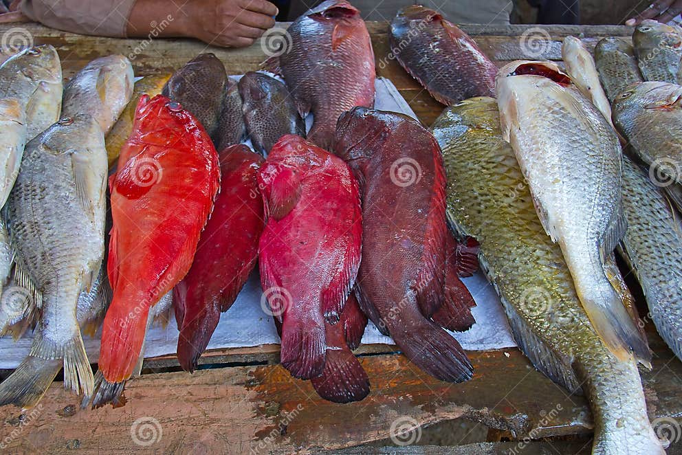 Maputo fish market stock image. Image of animal, marketplace - 25106019