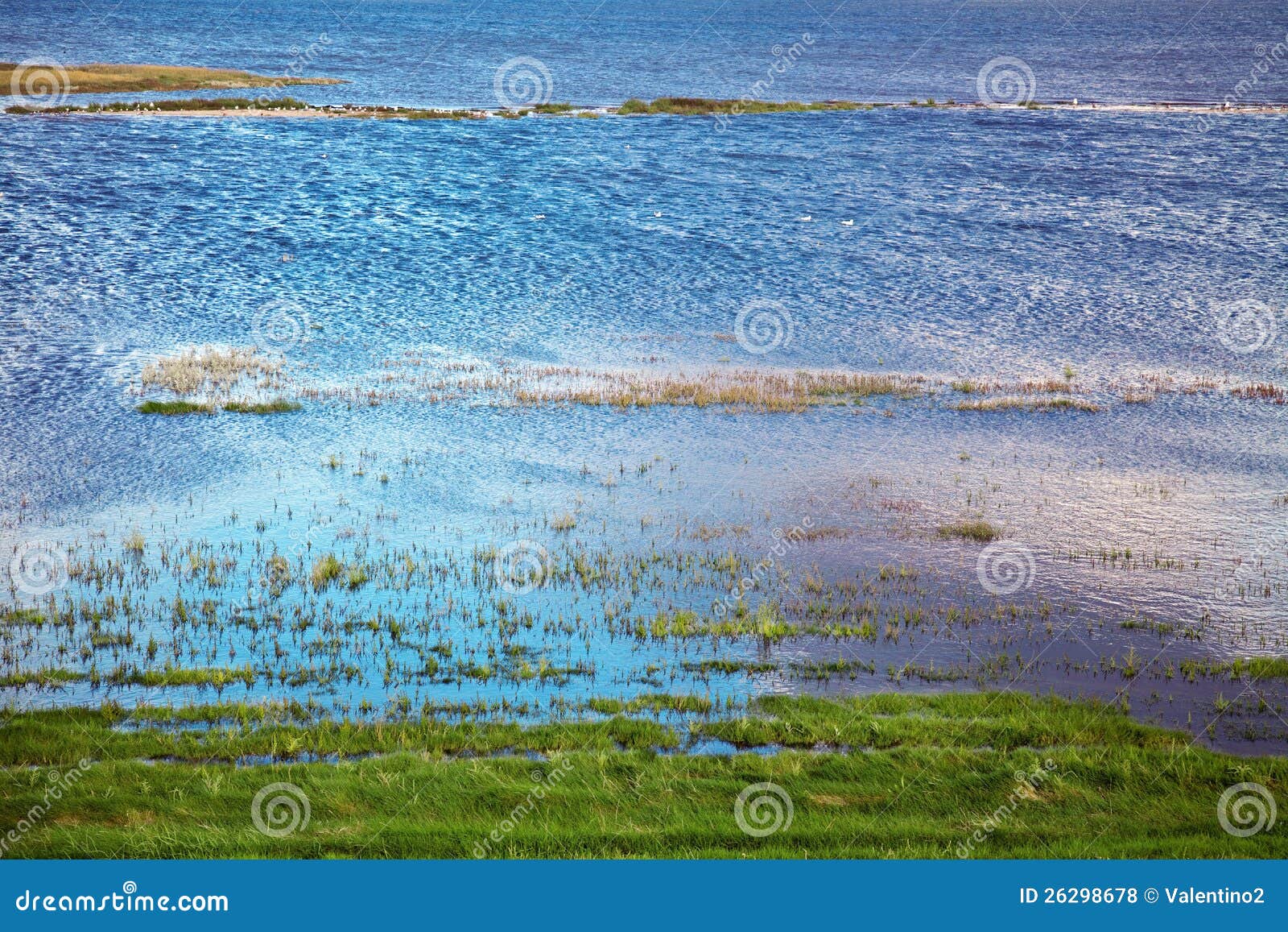 Mar de Wadden foto de stock. Imagem de reserva, gaivota - 26298678