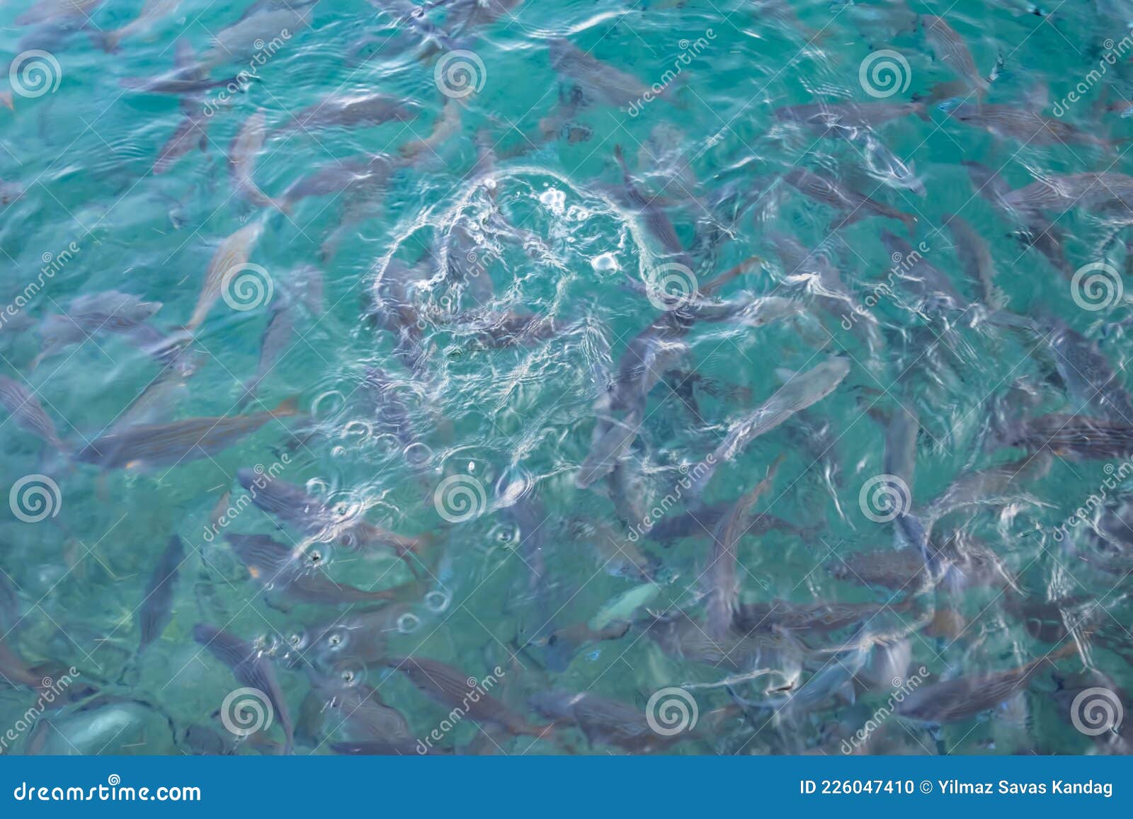 Mar Limpo E Escolas De Peixe Foto de Stock - Imagem de coral, animal ...