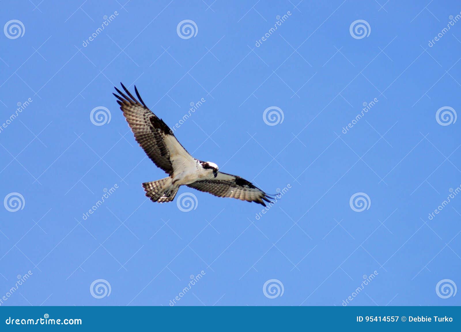 Mar Majestuoso Hawk Soaring High En Outer Banks Imagen de archivo ...