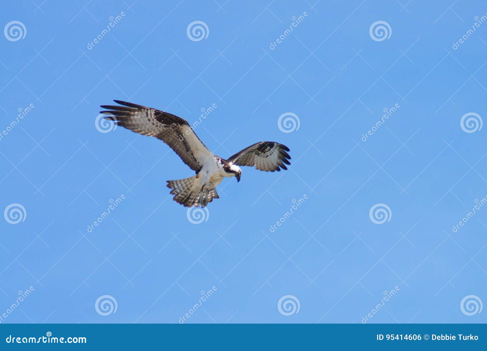 Mar Majestuoso Hawk Soaring High En Outer Banks Foto de archivo ...