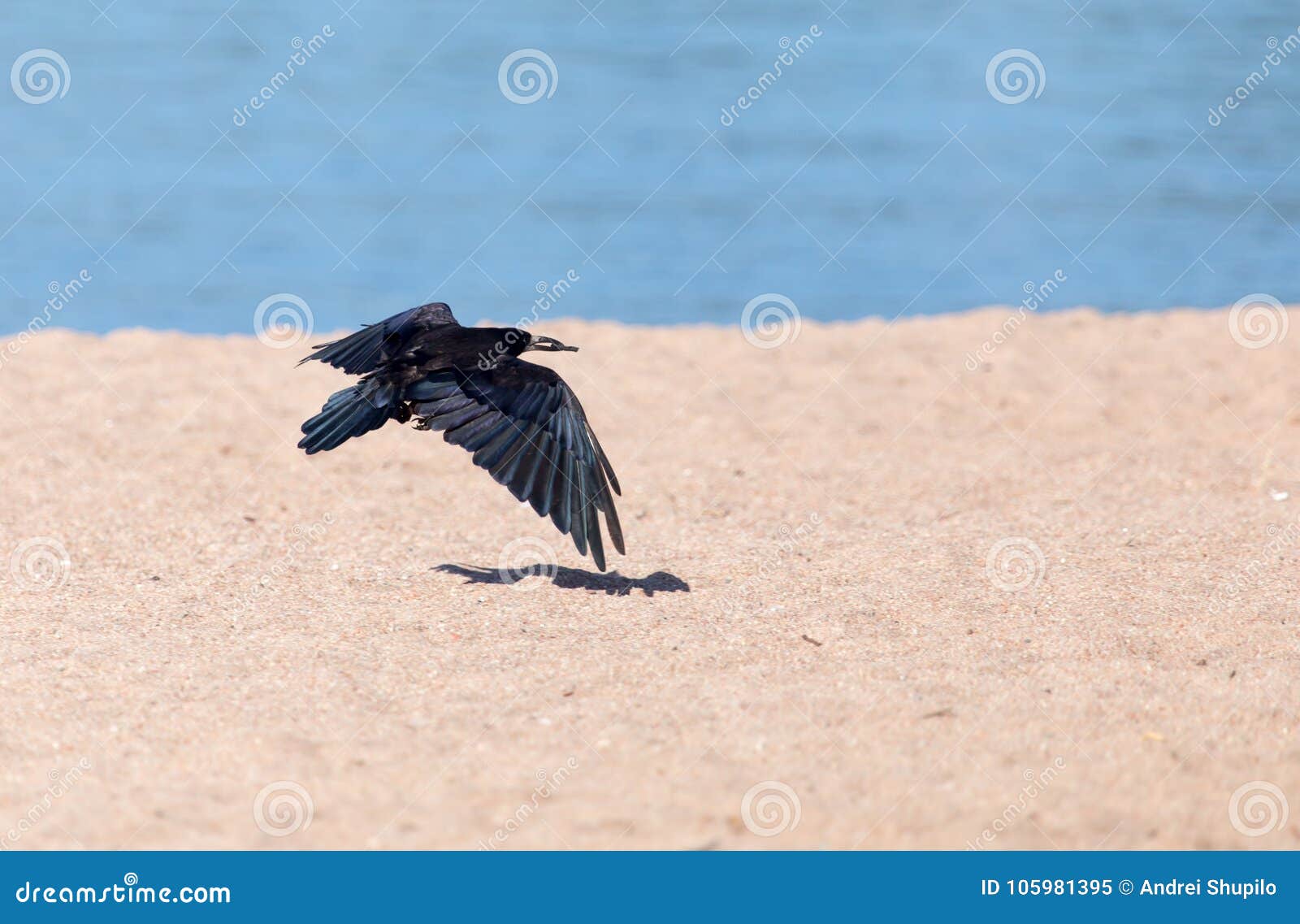 Mar Negro Del Cuervo En Vuelo Imagen de archivo - Imagen de gris, agua ...