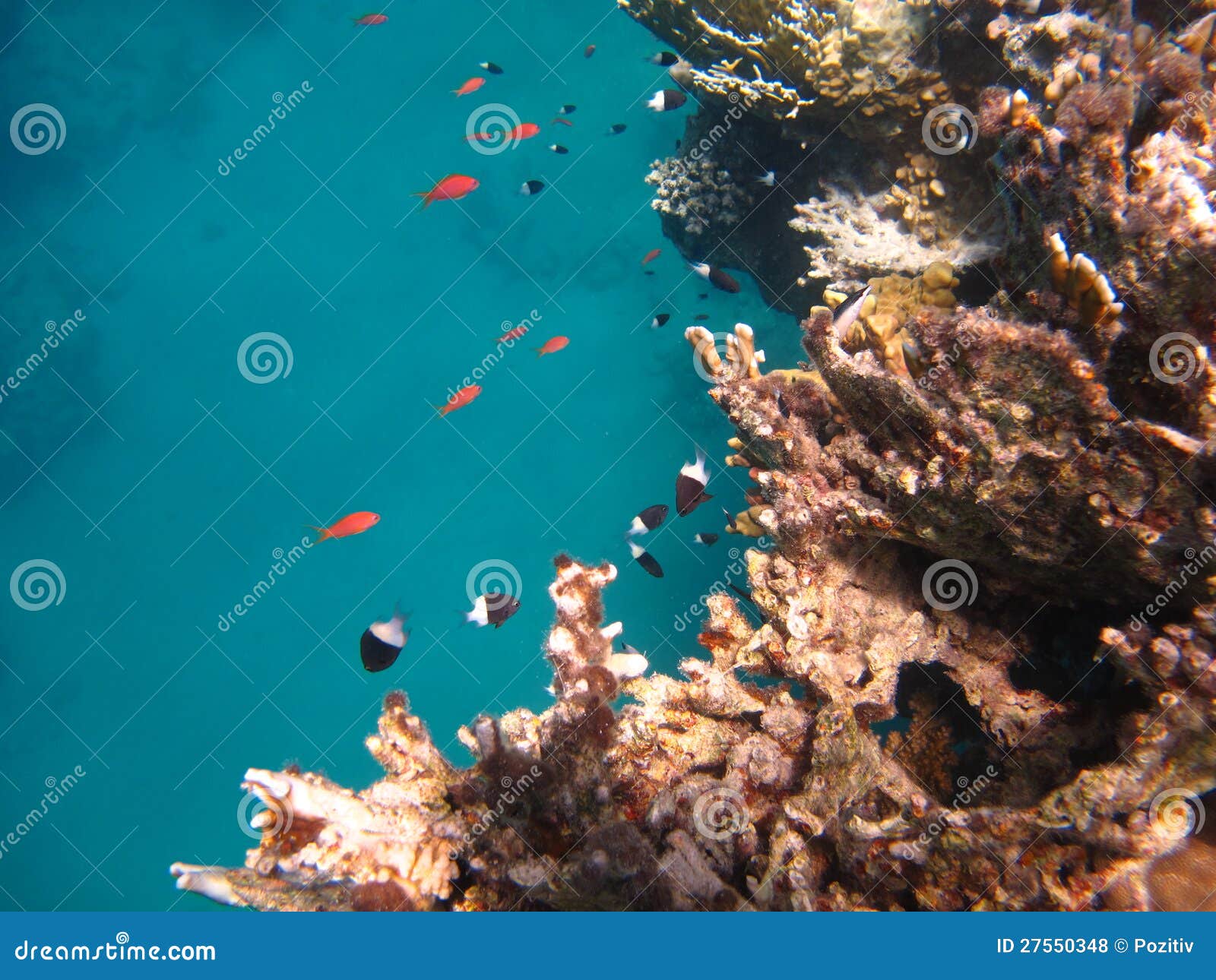 Mar Rojo foto de archivo. Imagen de brillante, azul, coral - 27550348