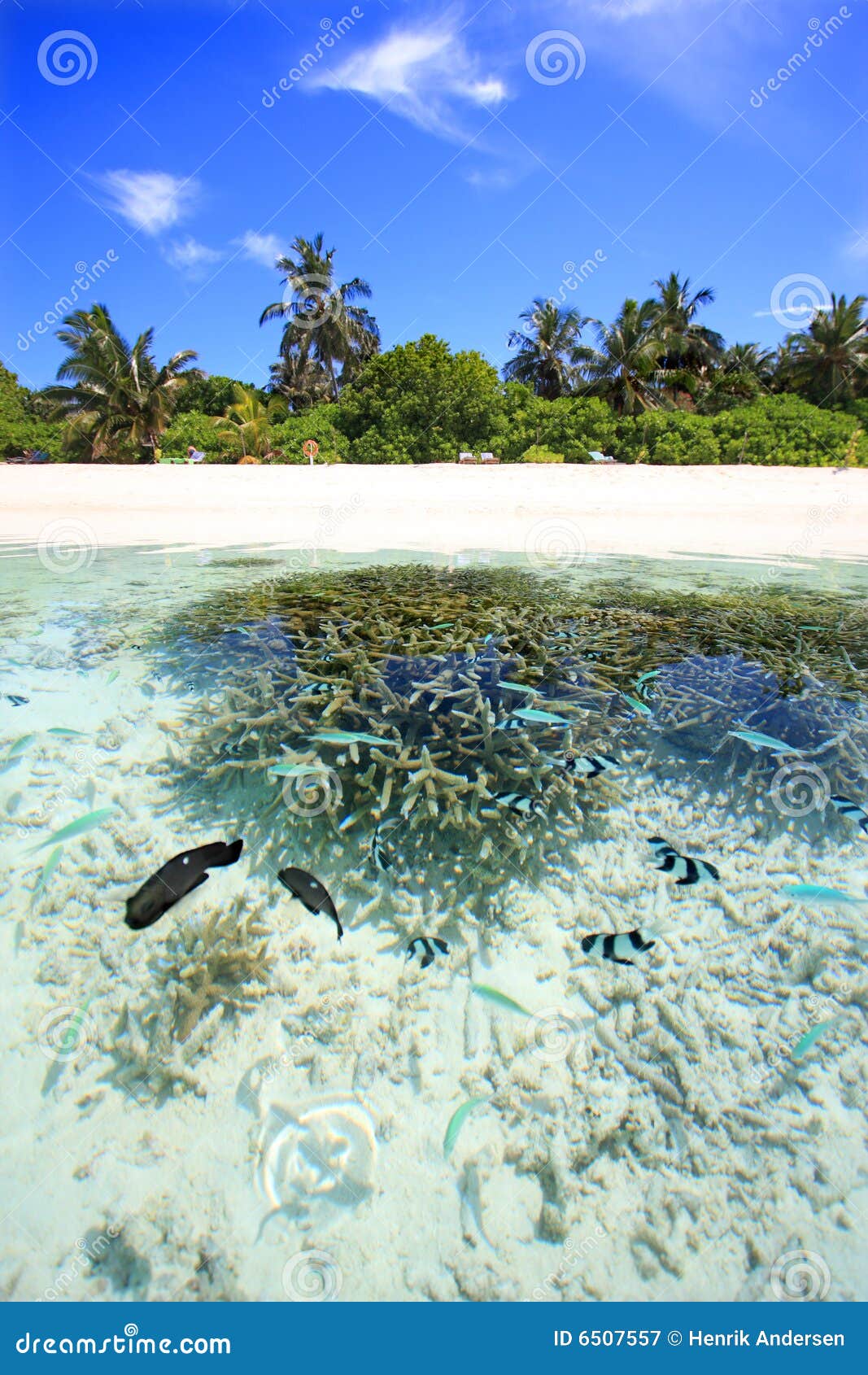 Mar tropical imagen de archivo. Imagen de palma, turismo - 6507557