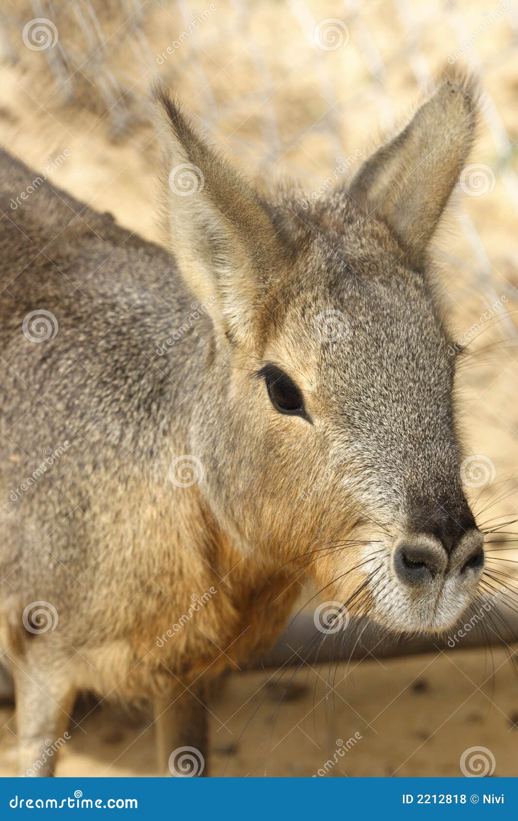 Mara stock photo. Image of wild, america, patagonum, south - 2212818