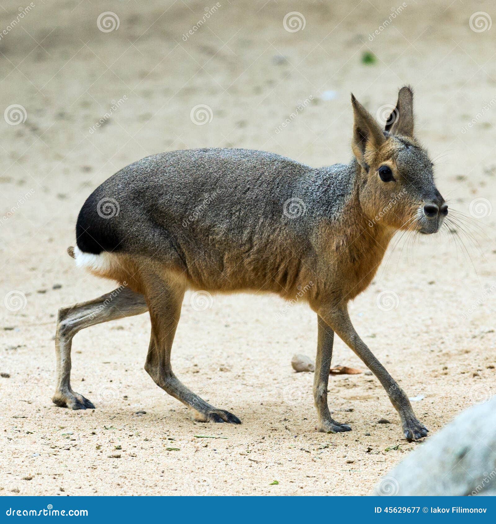 Mara en la tierra imagen de archivo. Imagen de animal - 45629677