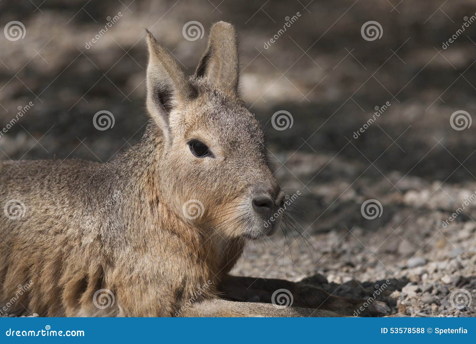 Mara hare of Patagonia stock photo. Image of mammal, mara - 53578588