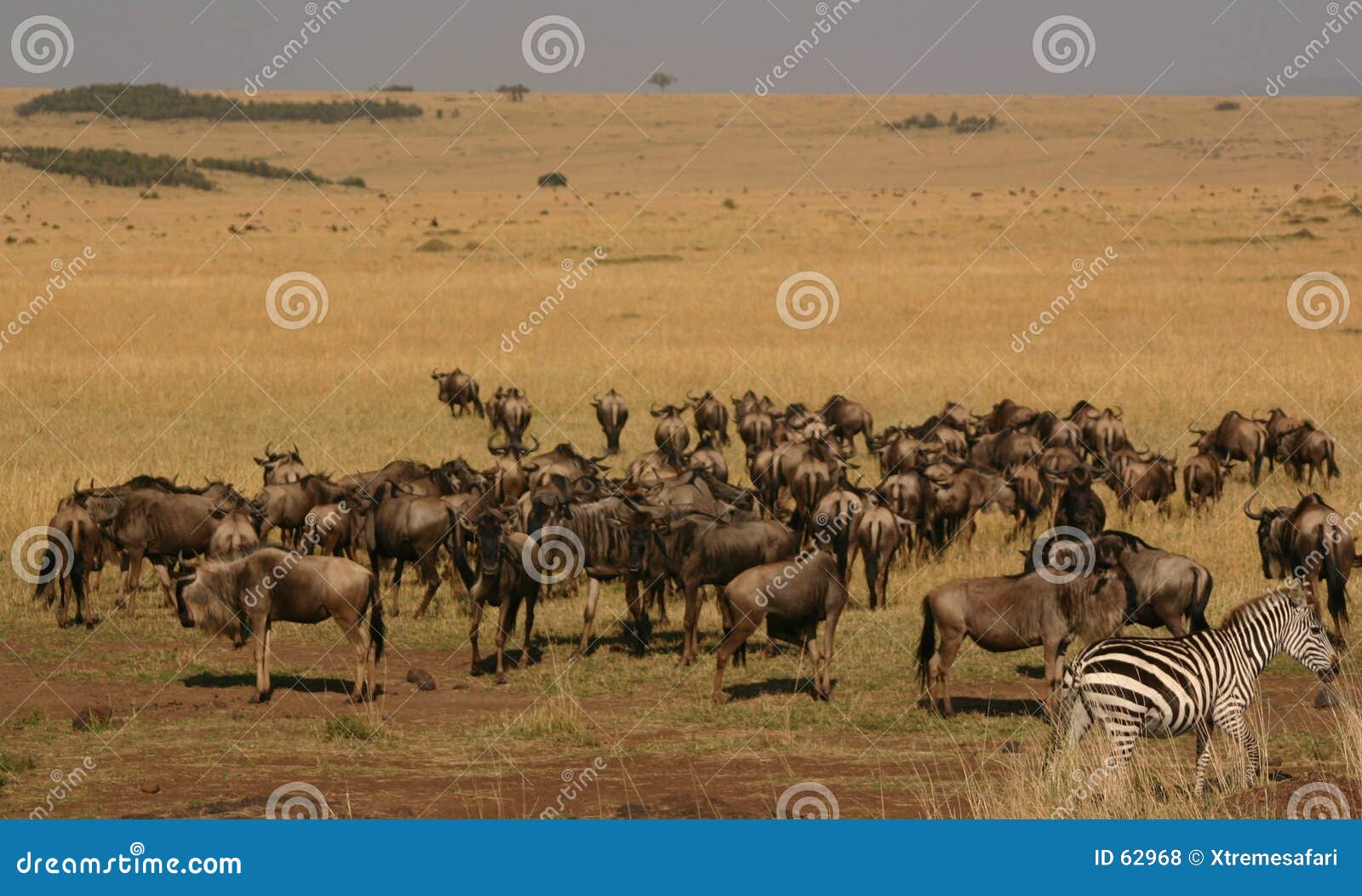 Mara migration stock photo. Image of wildebeest, migration - 62968