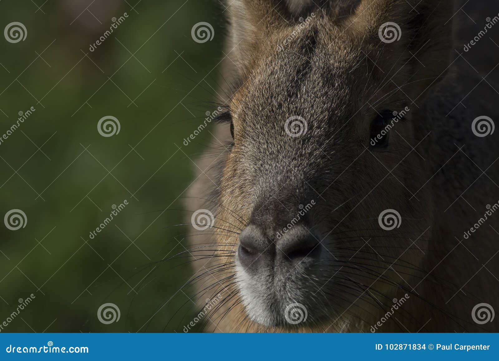 Mara portrait stock photo. Image of backdrop, animal - 102871834