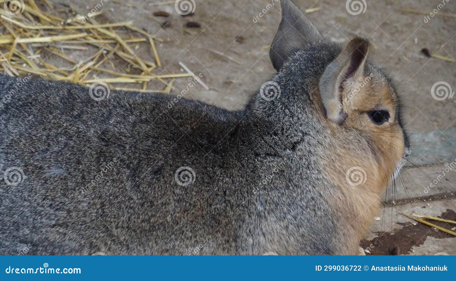 Mara, Super Rodent, Cute Gopher Stock Photo - Image of : 299036722