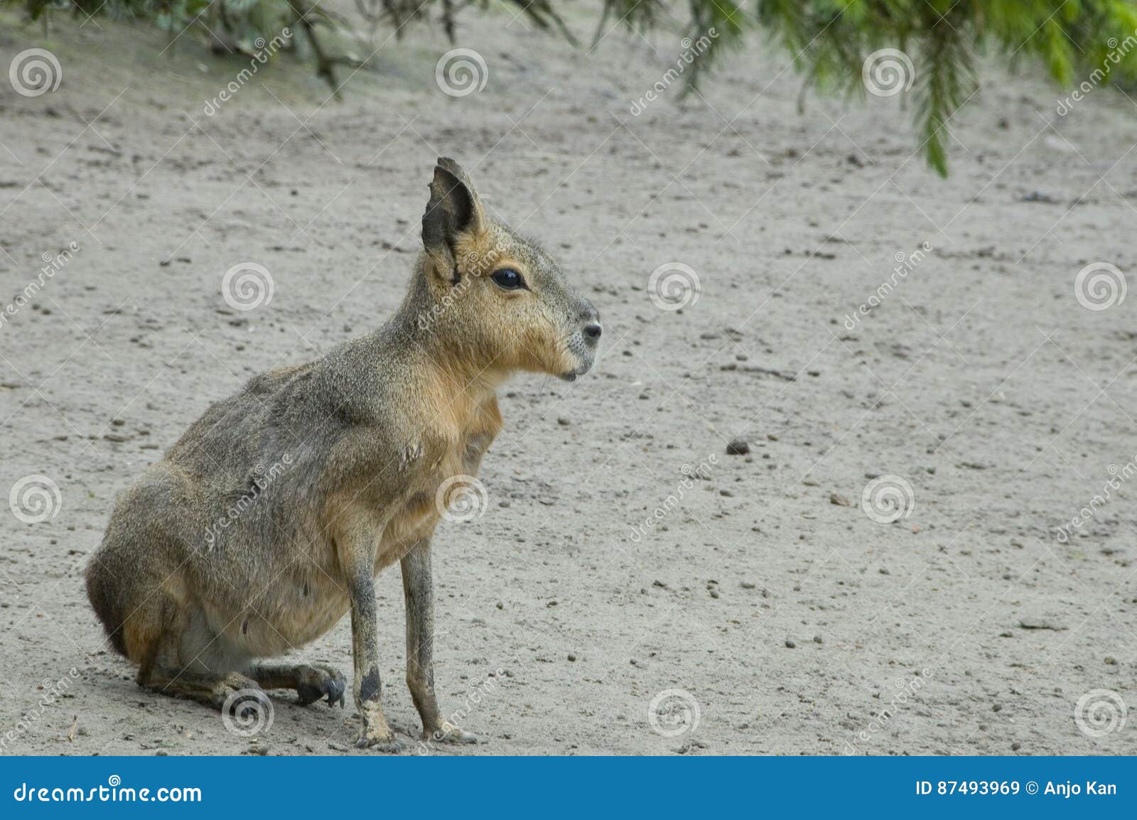 Mara-Tier stockbild. Bild von stolz, kenia, tansania - 87493969