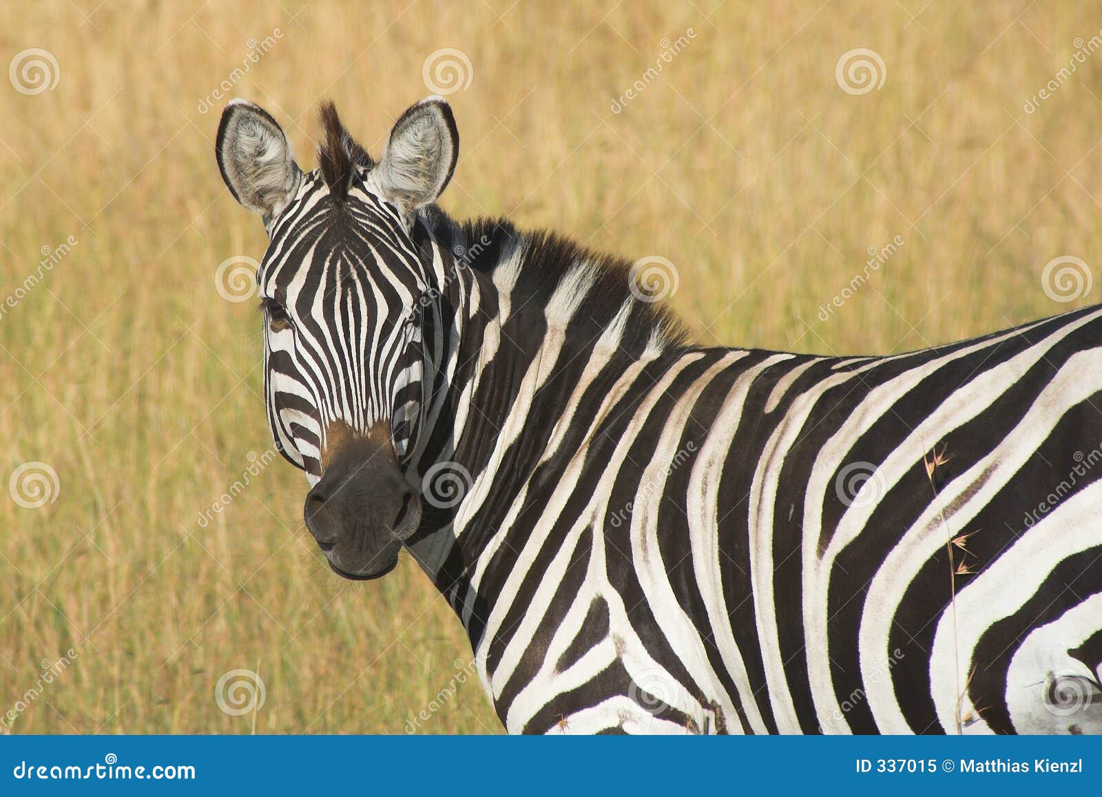 Mara Van Masai Gestreept Portret Stock Afbeelding - Image of serengeti ...