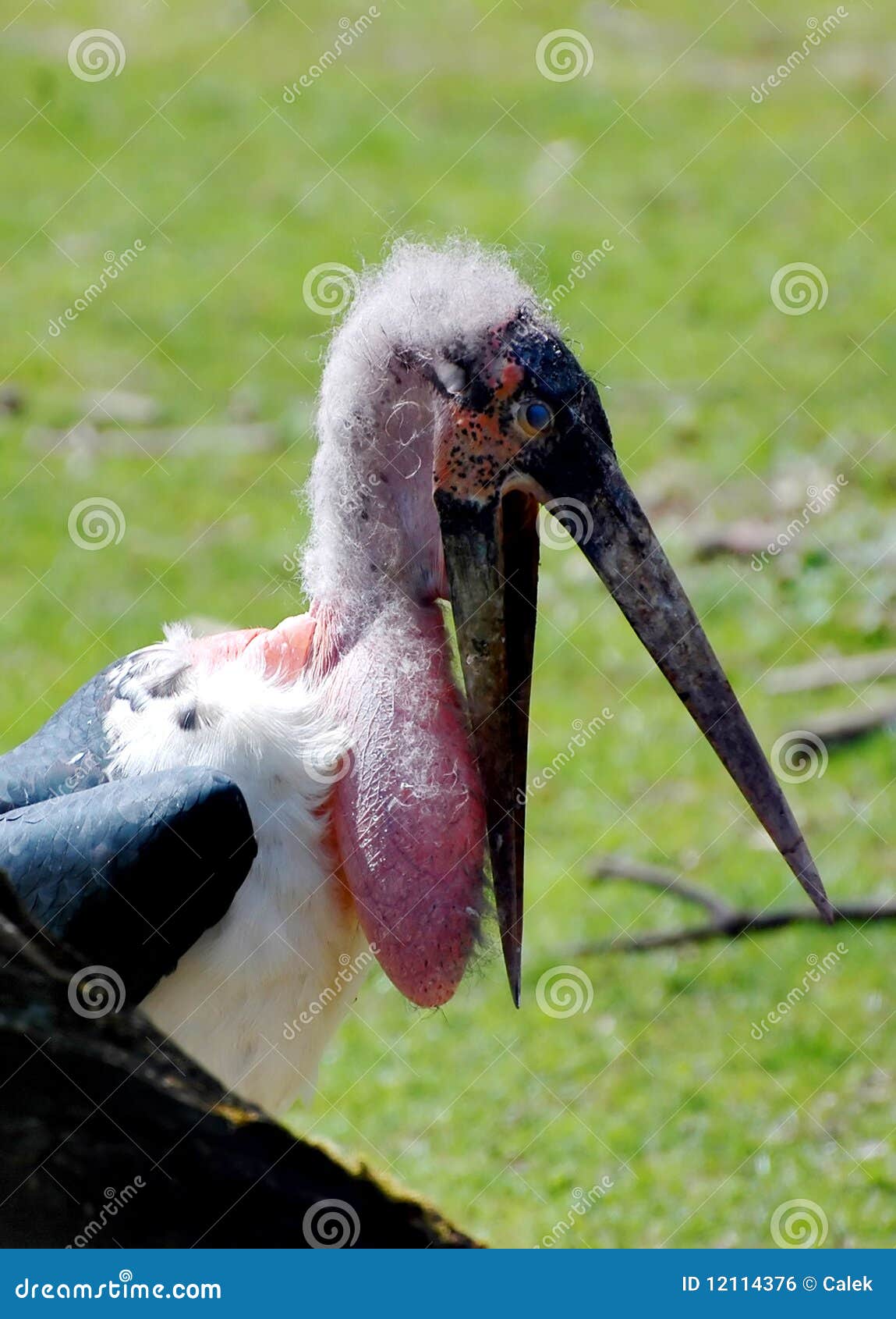 Marabou stock photo. Image of rest, marabou, animal, head - 12114376