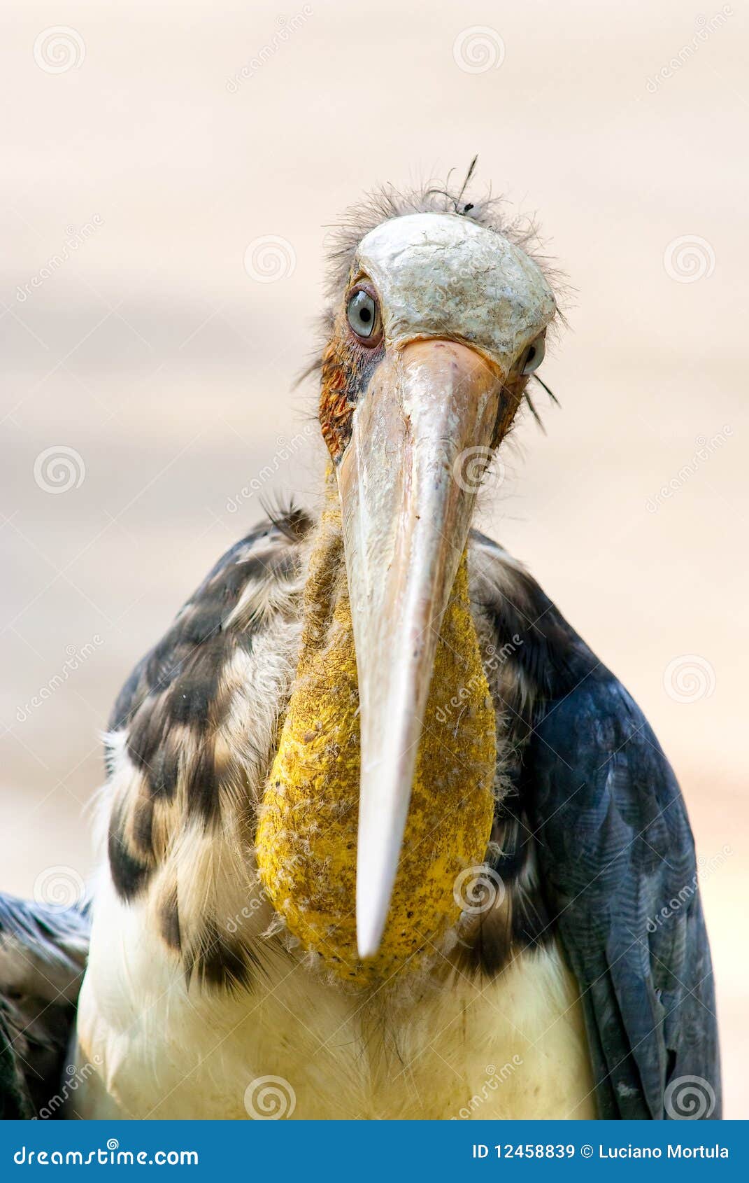 Marabou. stock image. Image of marabu, high, leptoptilos - 12458839