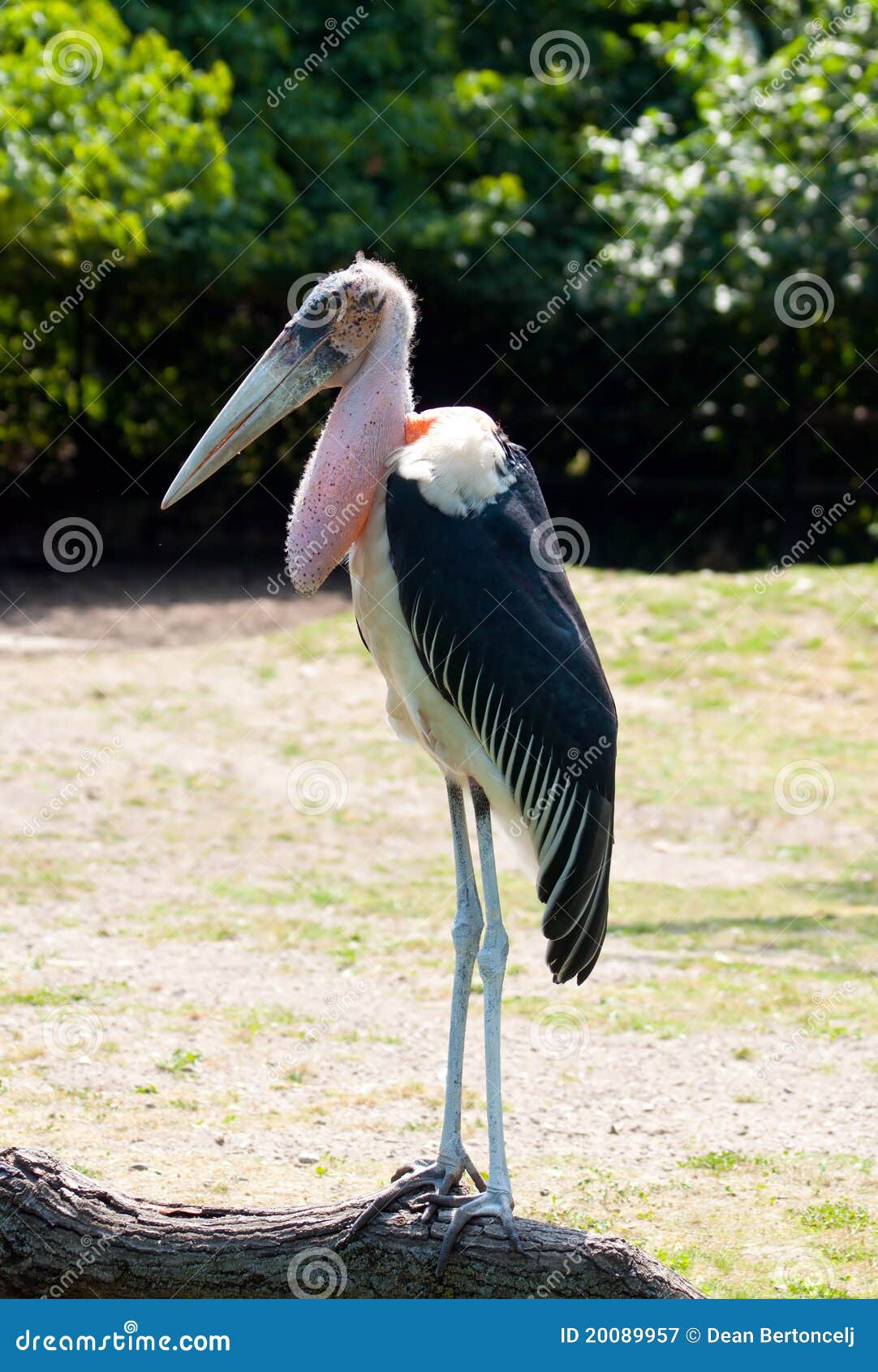 Marabou stock image. Image of wild, body, full, face - 20089957