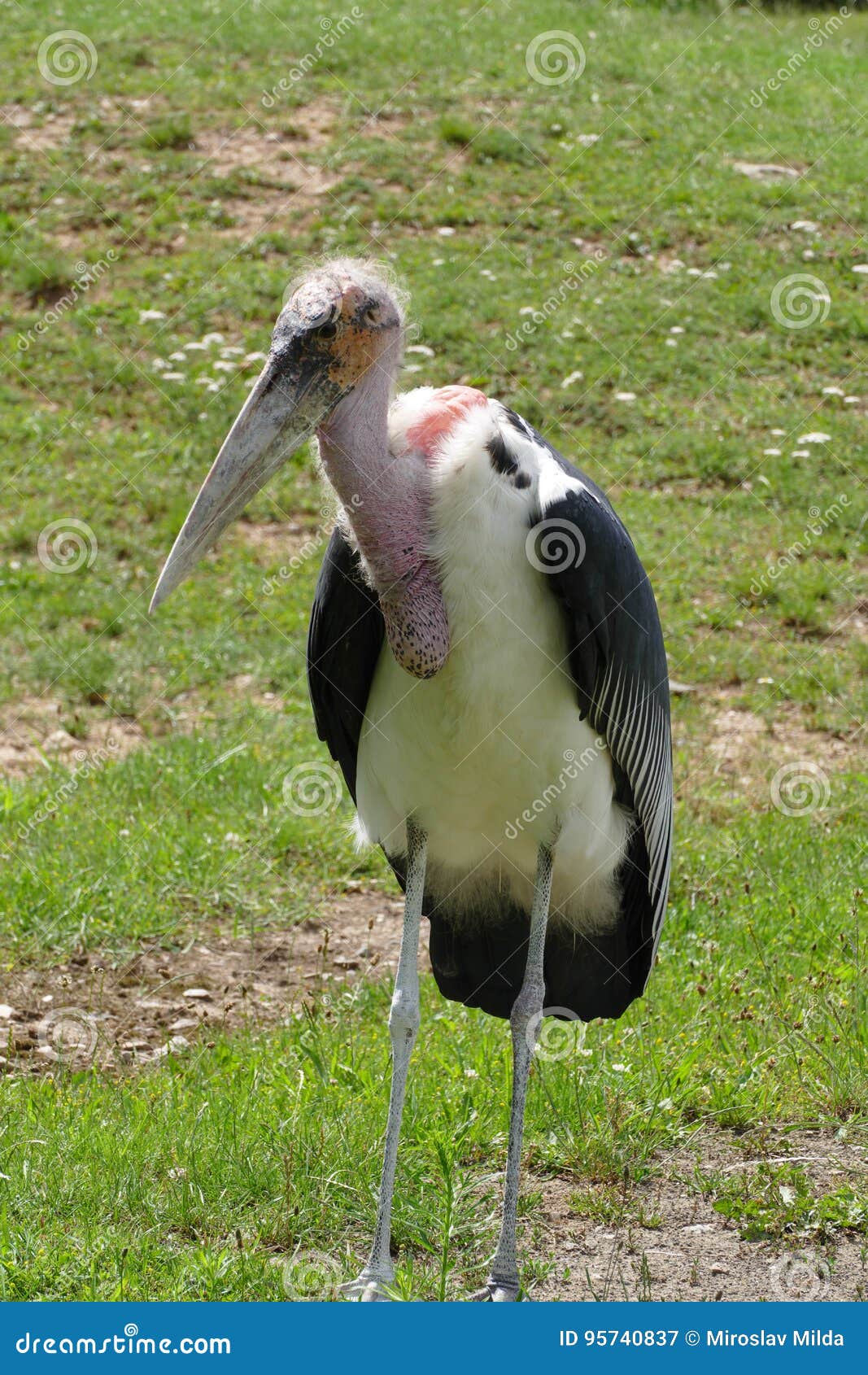 Marabou imagen de archivo. Imagen de mirando, almuerzo - 95740837