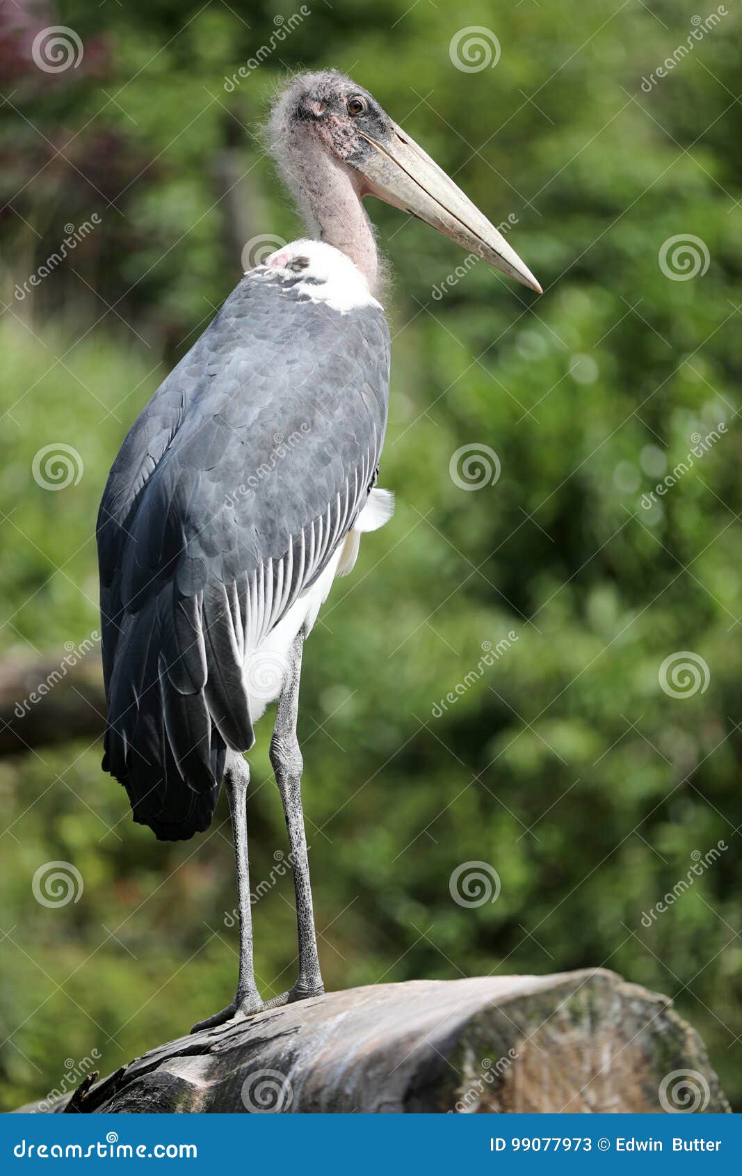 Marabou imagen de archivo. Imagen de serengeti, cierre - 99077973